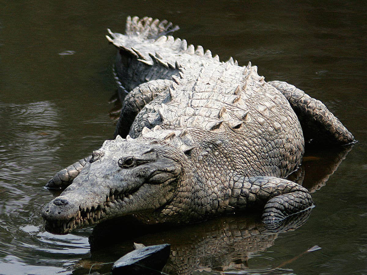 Crocodile attacks a growing concern in Costa Rica; 'time bomb waiting ...