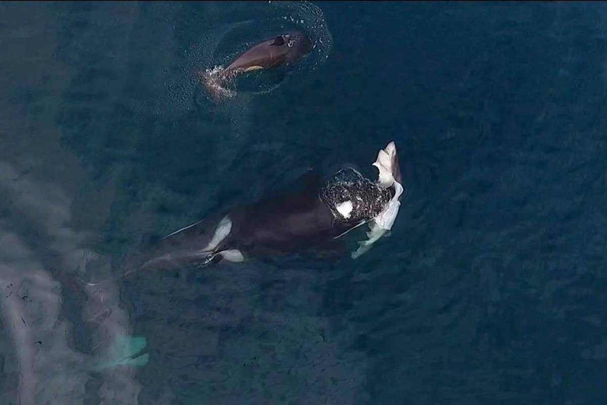 Orca Eating Manta Ray