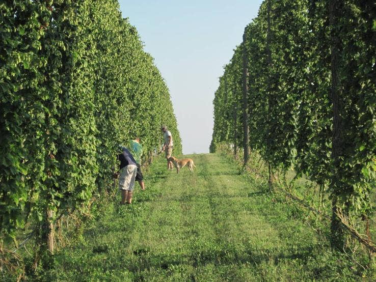 20 Breweries That Grow Their Own Hops - Men's Journal