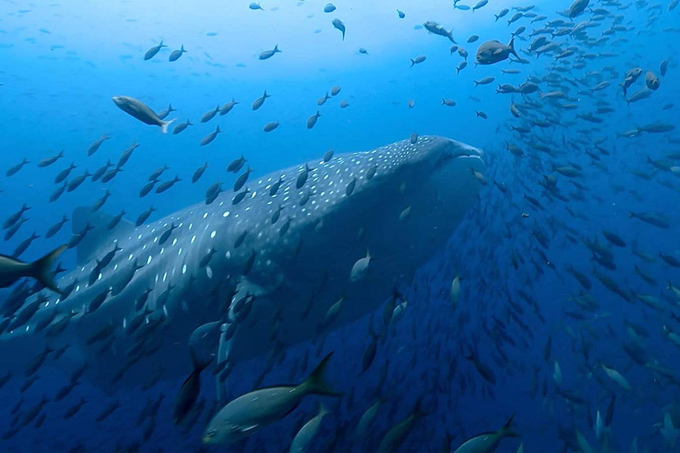 5 Great Adventure and Nature Documentaries You Can Stream Right Now ...
