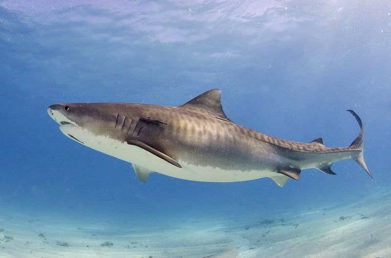 Tiger shark approaches swimmer on record swim between Hawaiian Islands ...