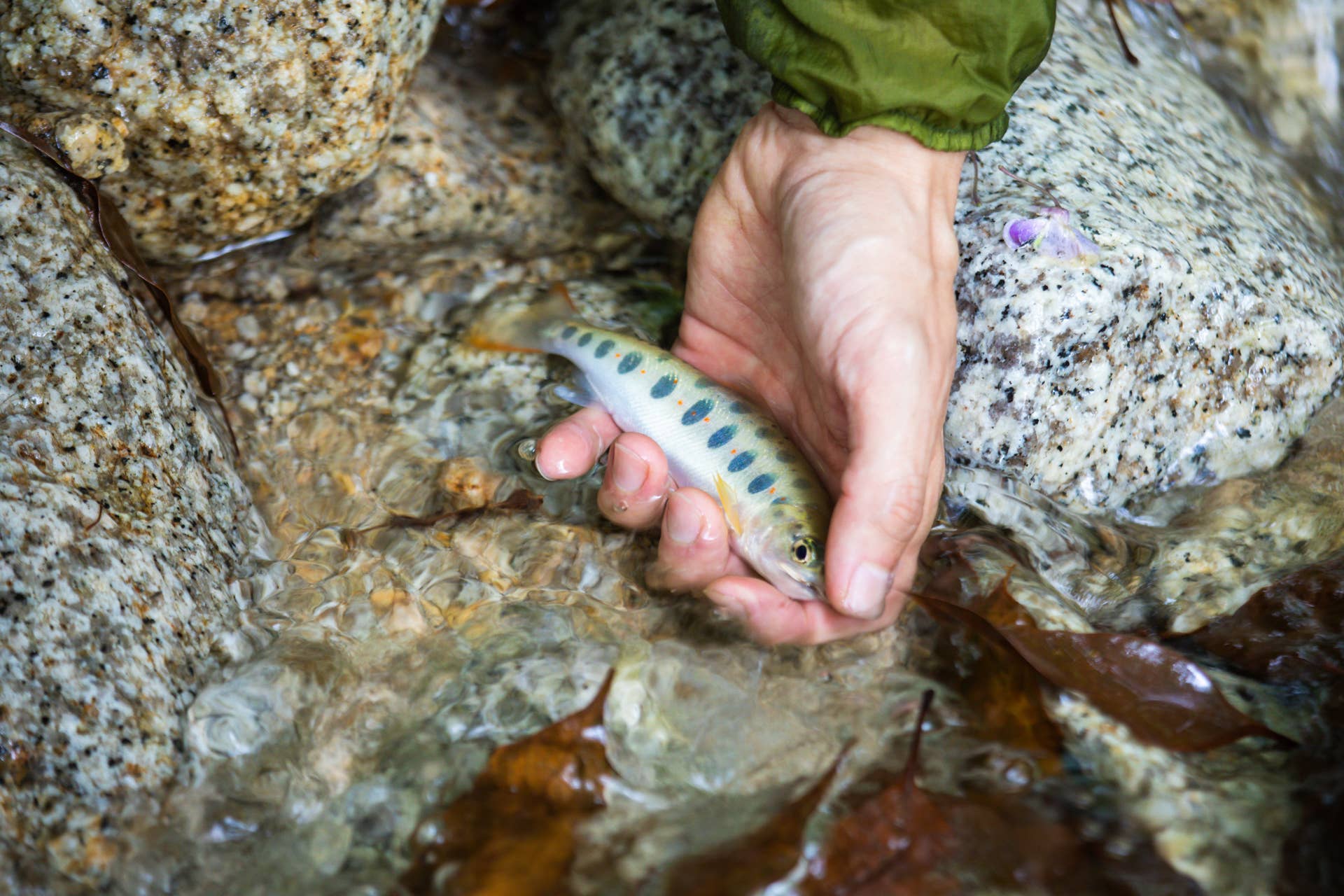 Tenkara Fly-fishing: Everything You Need to Know - Men's Journal