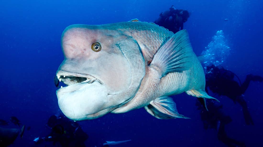 Nosy Asian Sheepshead Wrasse Fish Stars In Viral Video - Men's Journal