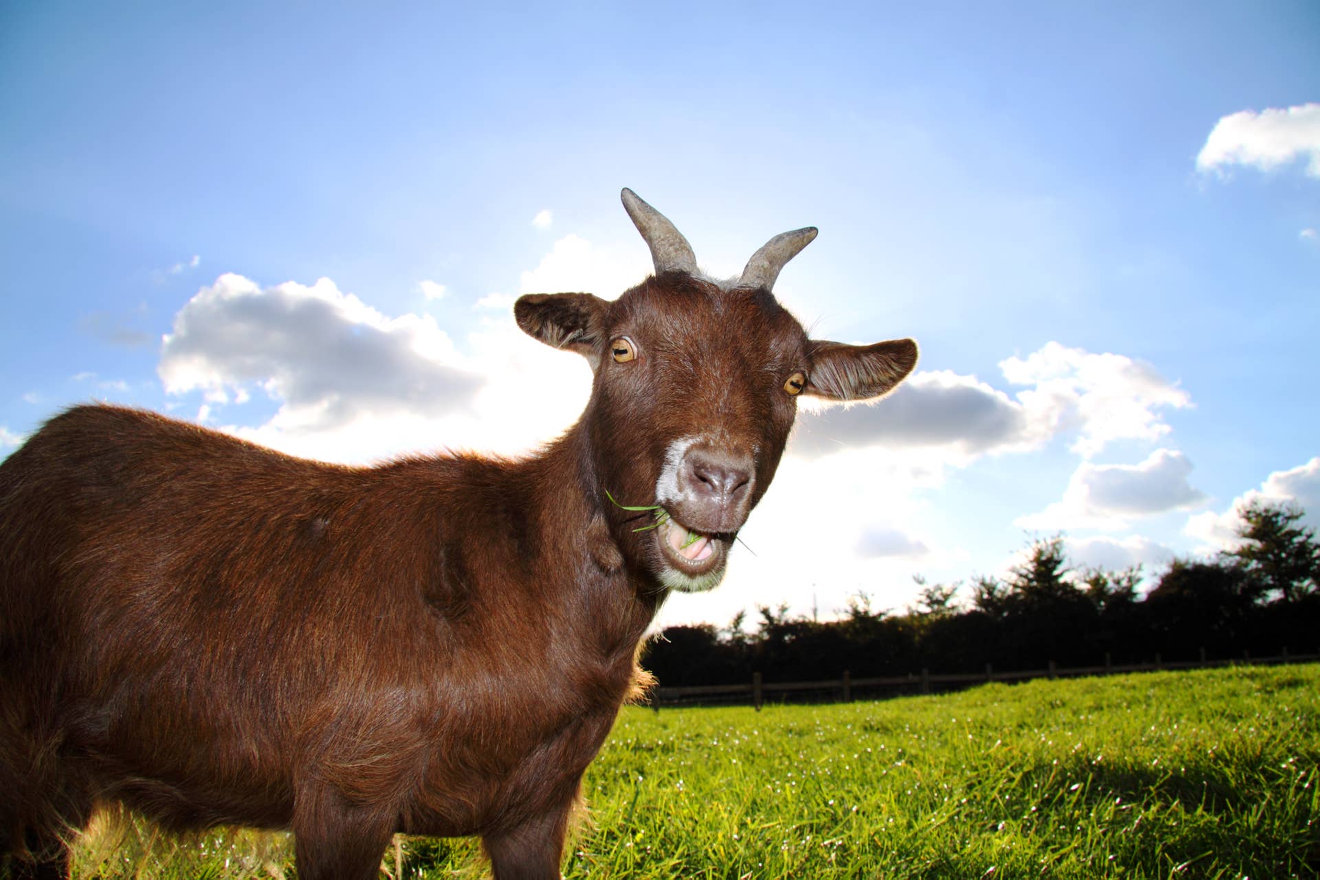 Goat in Canada Escapes From Home to Run Half Marathon, Earns Medal at ...