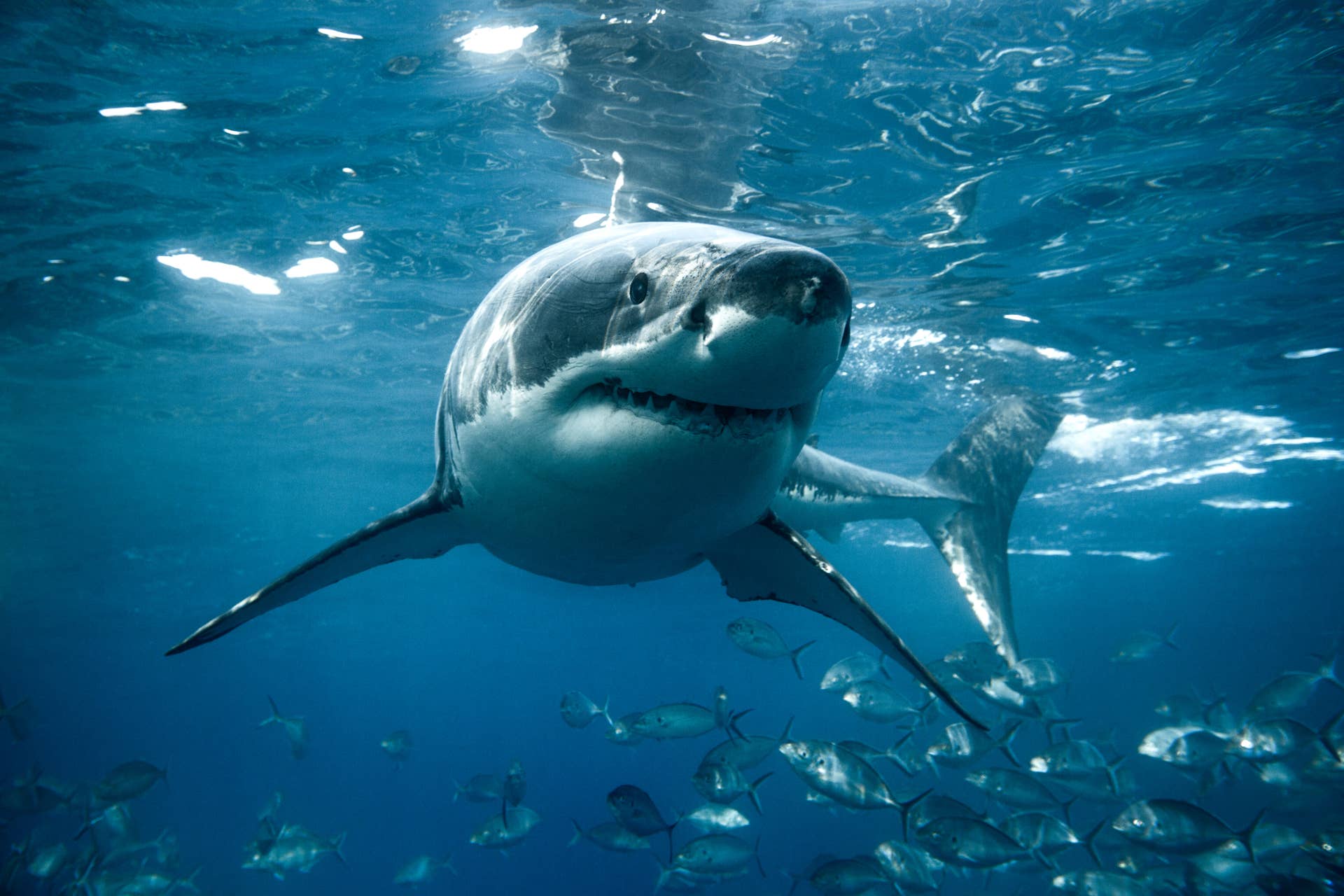 Surfer Battled off Hungry Shark While Infant Child Watched - Men's Journal