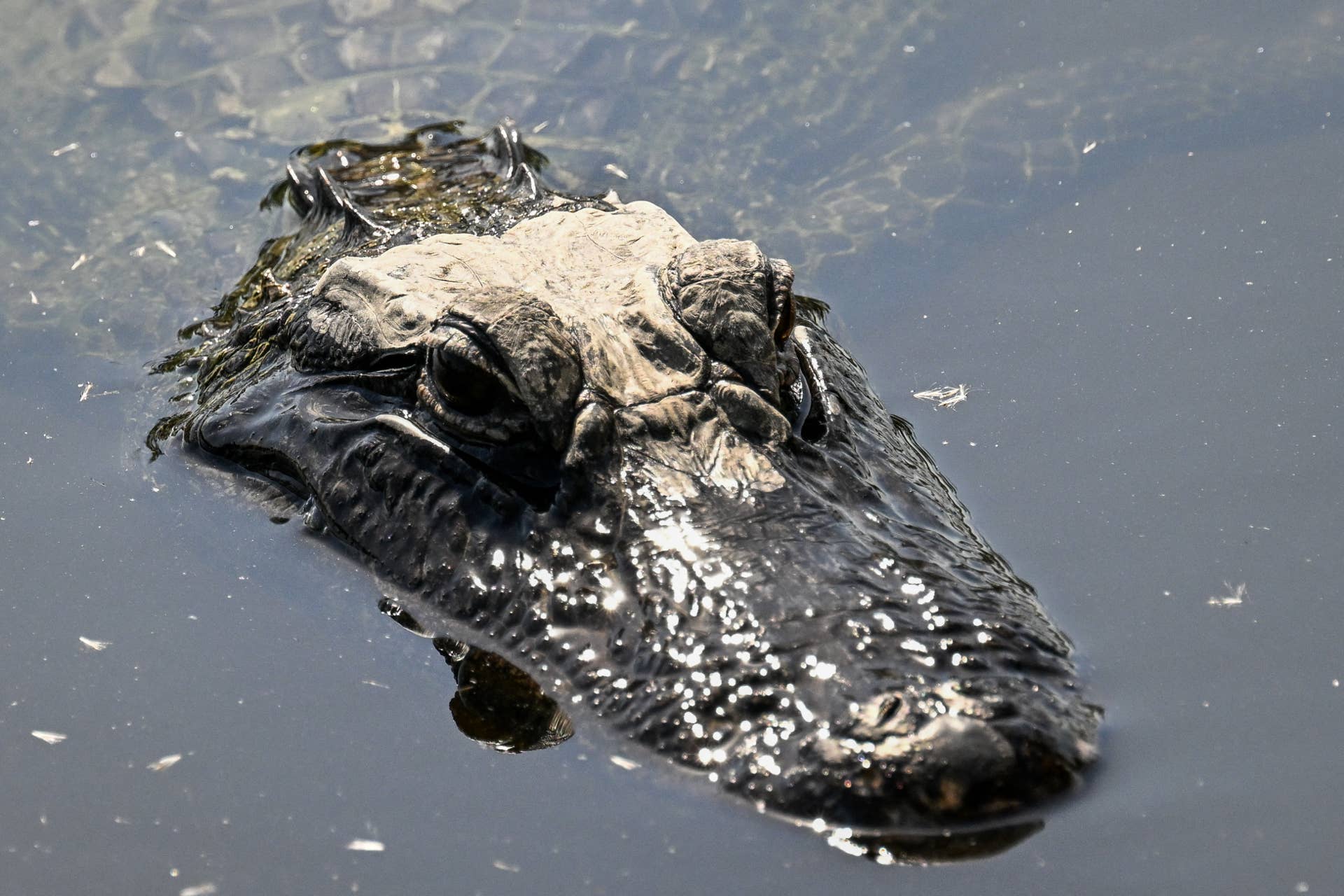 He Was Running From the Police. Then an Alligator Attacked Him: Watch ...