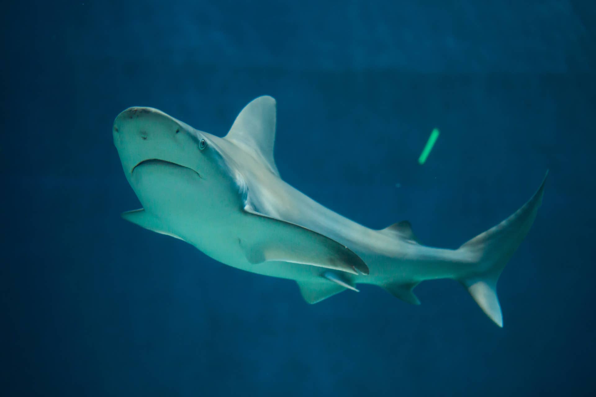 Beach Fisherman in Wealthy Vacation Enclave Attacked by Shark He Reeled ...
