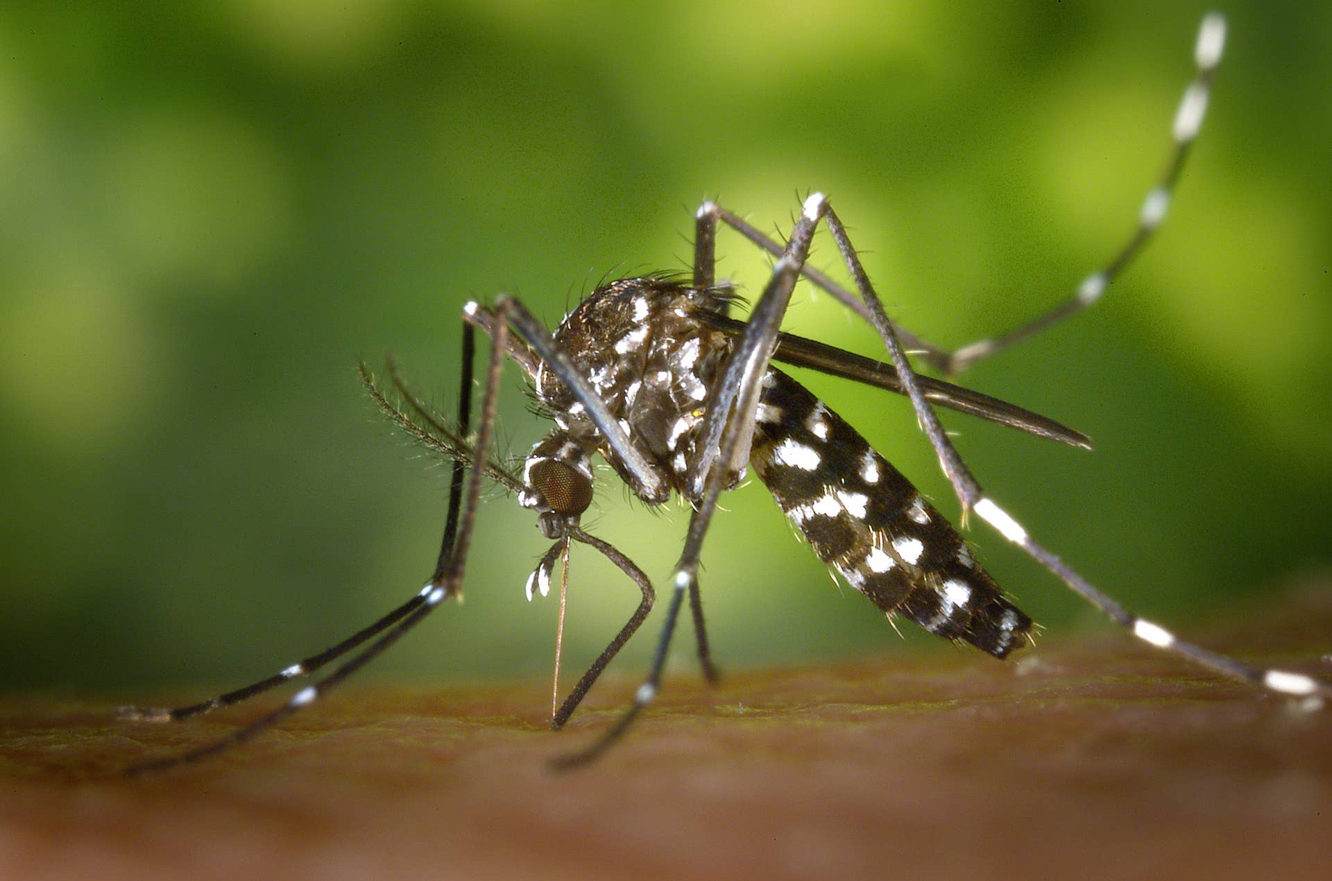 Health Officials Sound Alarm on Epidemic Spread of Chikungunya Virus ...