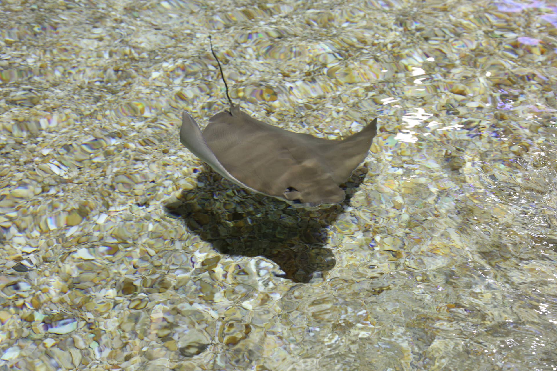 Marine Officials Warn of Rising Stingray Encounters at California Beach ...