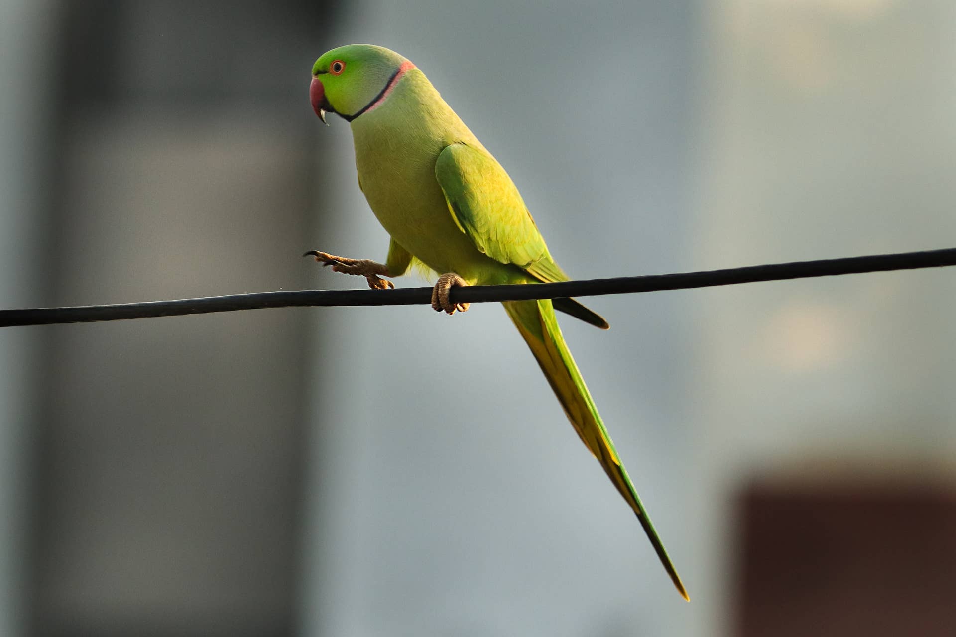 How a Talking Parrot Brought Down a Drug Ring Operation - Men's Journal