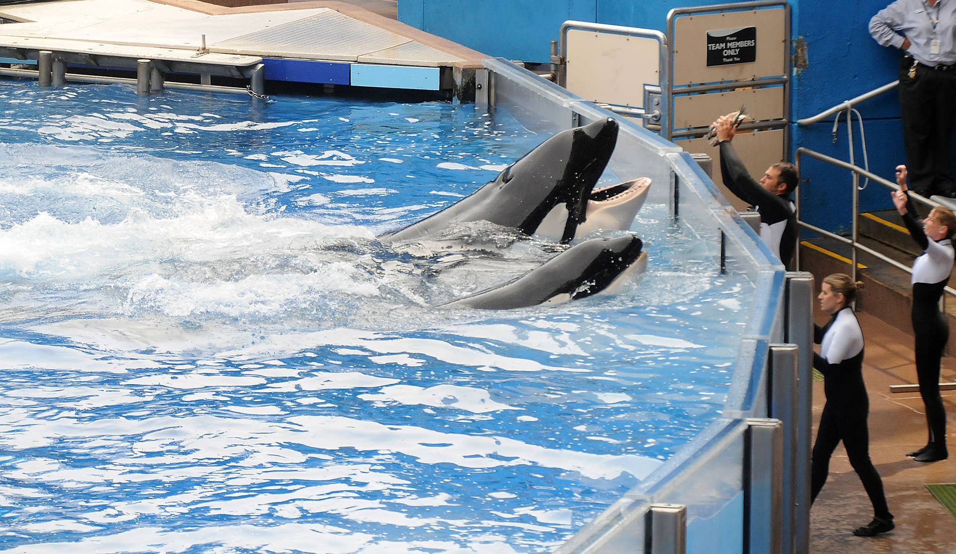 Dawn Brancheau: Real Story of Trainer Killed by Orca Killer Whale - Men ...