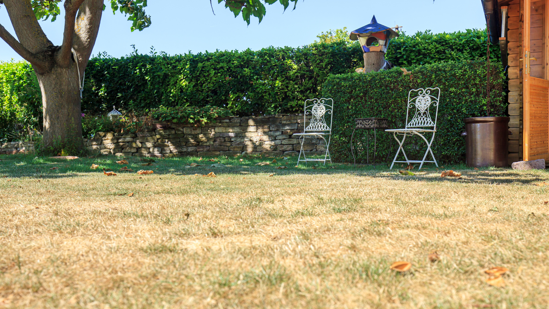 How to Plant a Clover Lawn - Clover Lawn vs Grass - Men's Journal