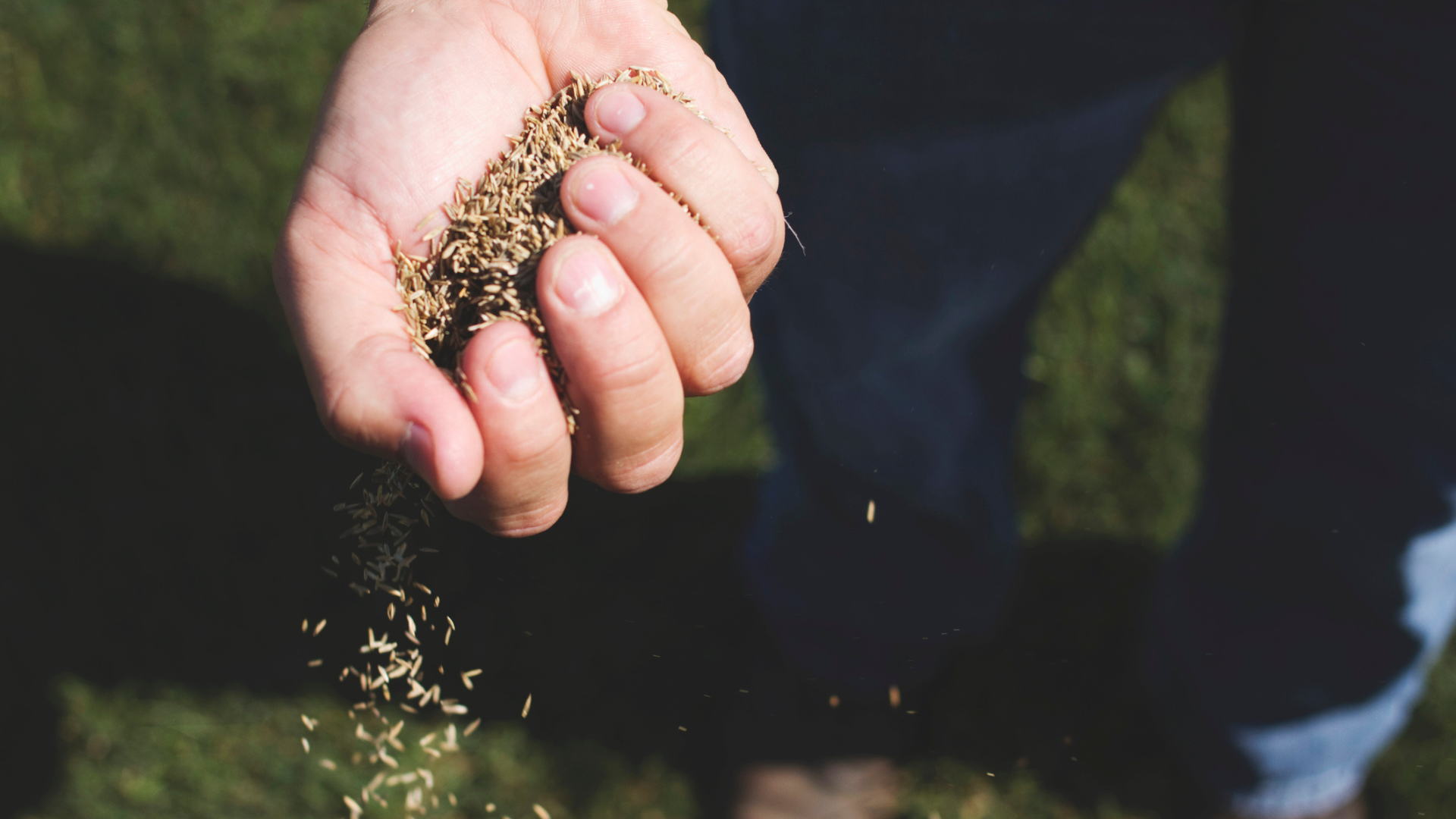 Best Grass Seed for Sandy Soil: Top Types and Planting Tips - Men's Journal