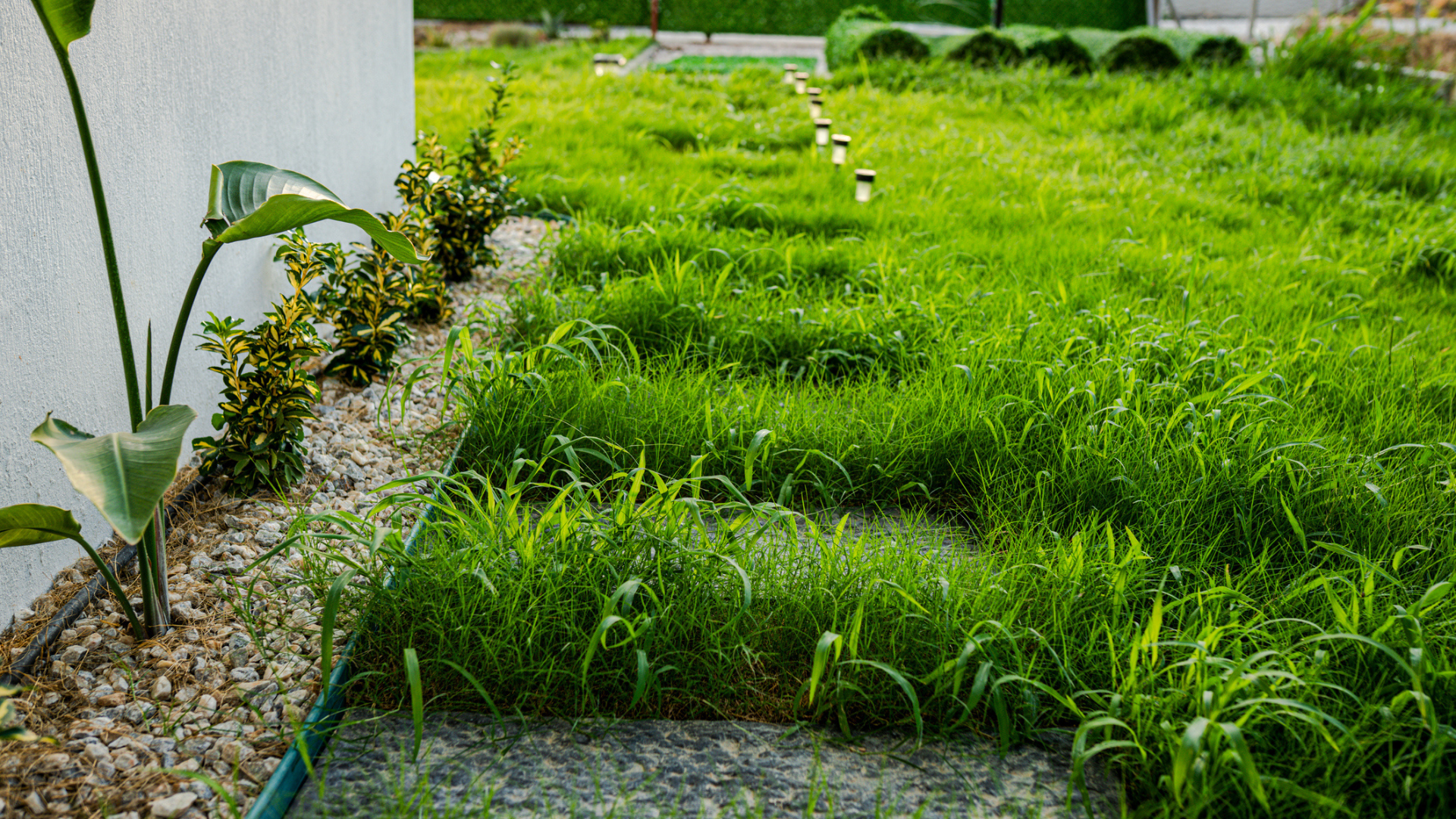 Will Grass Reseed Itself? What to Know About Grass Reseeding - Men's ...