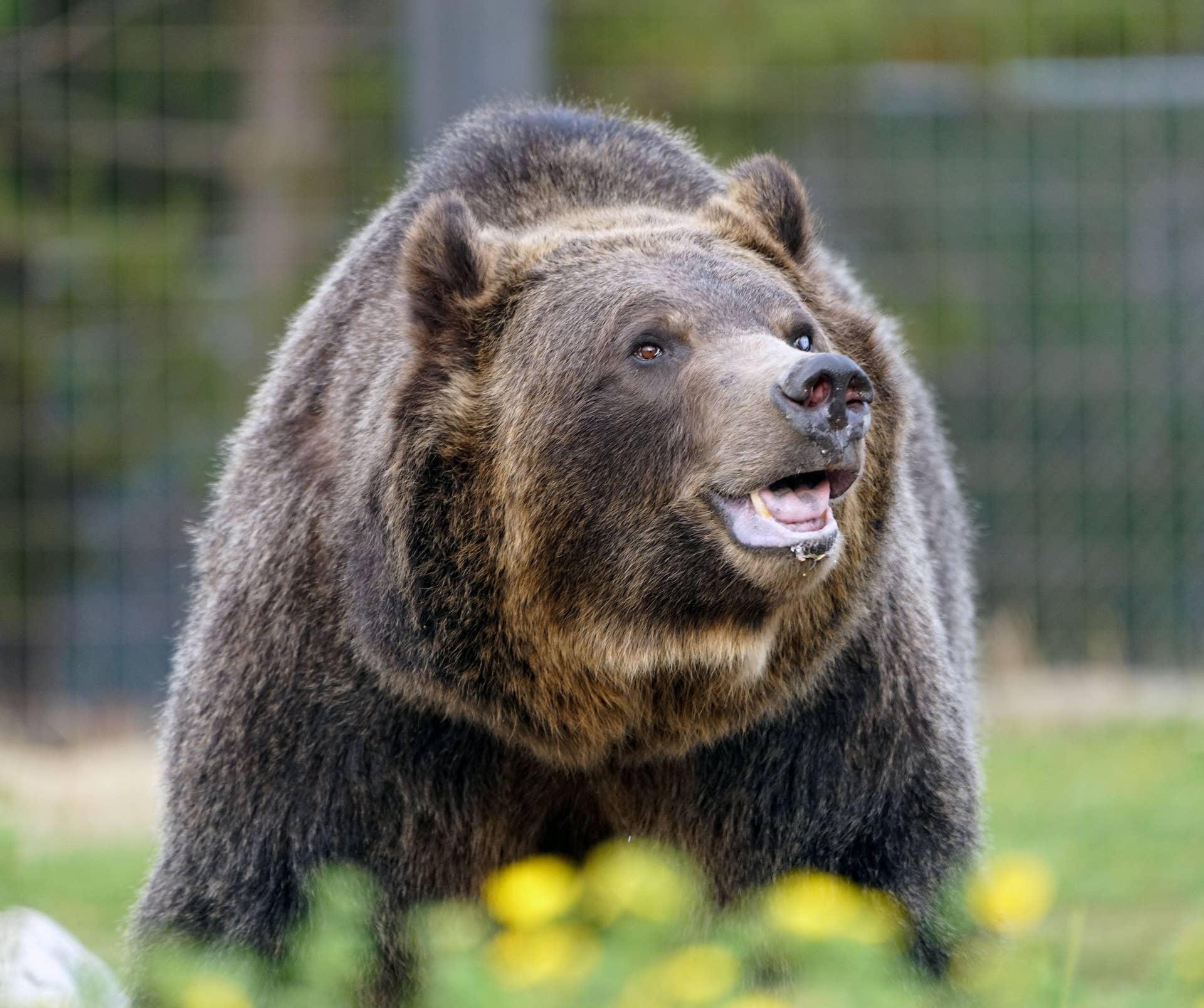Bear Attacks at Two Prominent National Parks Leave One Dead, Two Badly ...