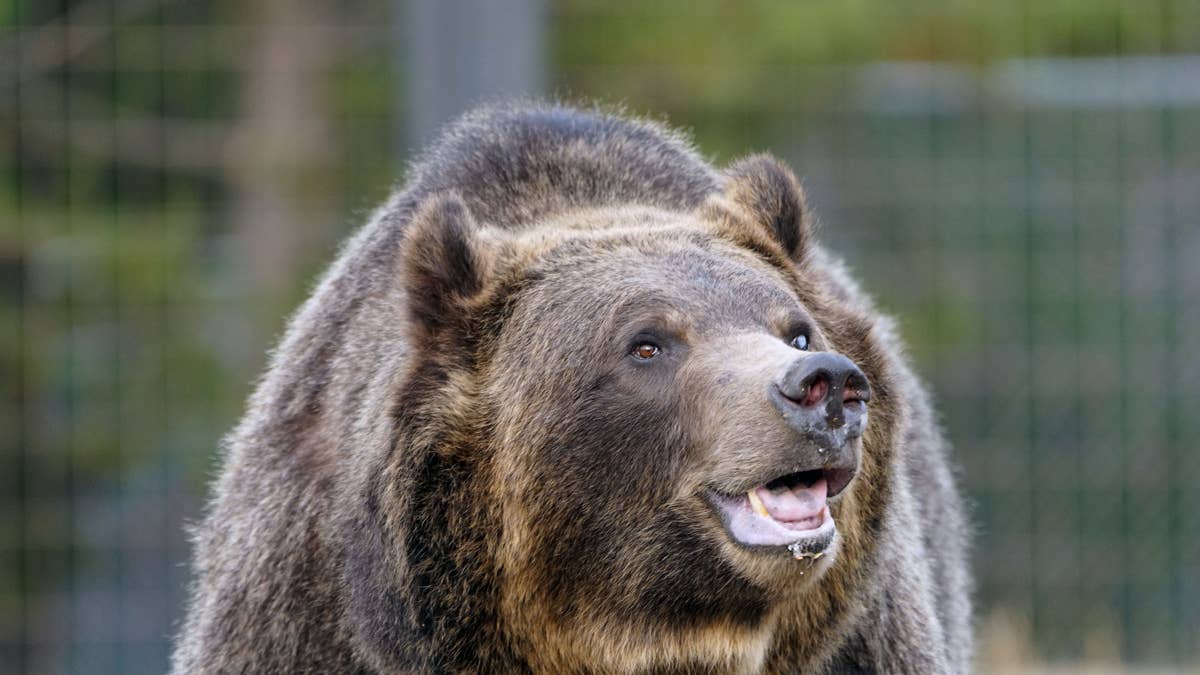 Bear Attacks at Two Prominent National Parks Leave One Dead, Two Badly ...