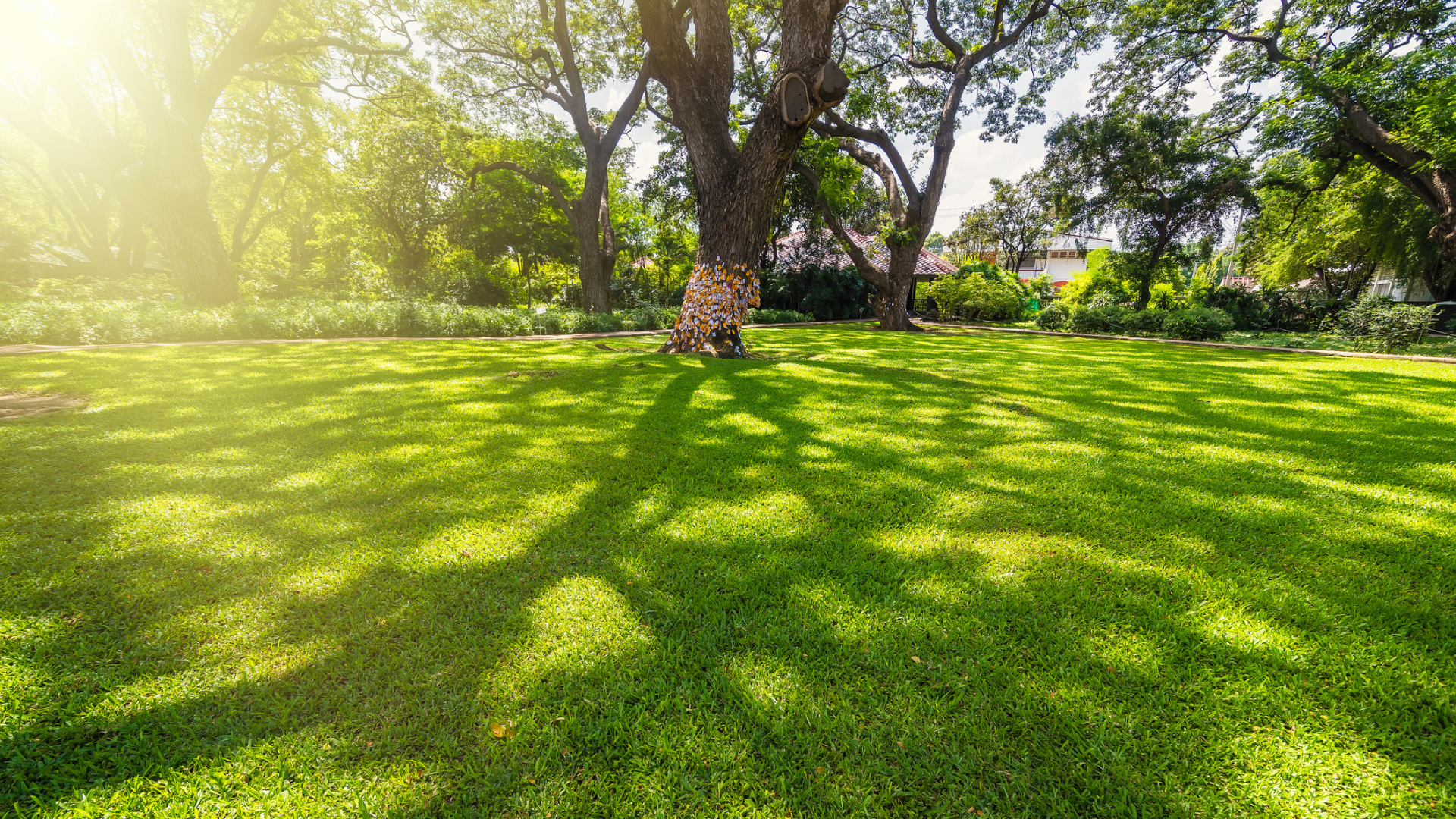 How Often Should You Water New Grass Seed? - Men's Journal