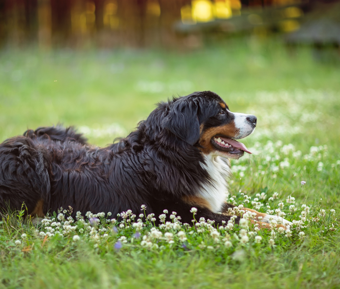How to Plant a Clover Lawn - Clover Lawn vs Grass - Men's Journal