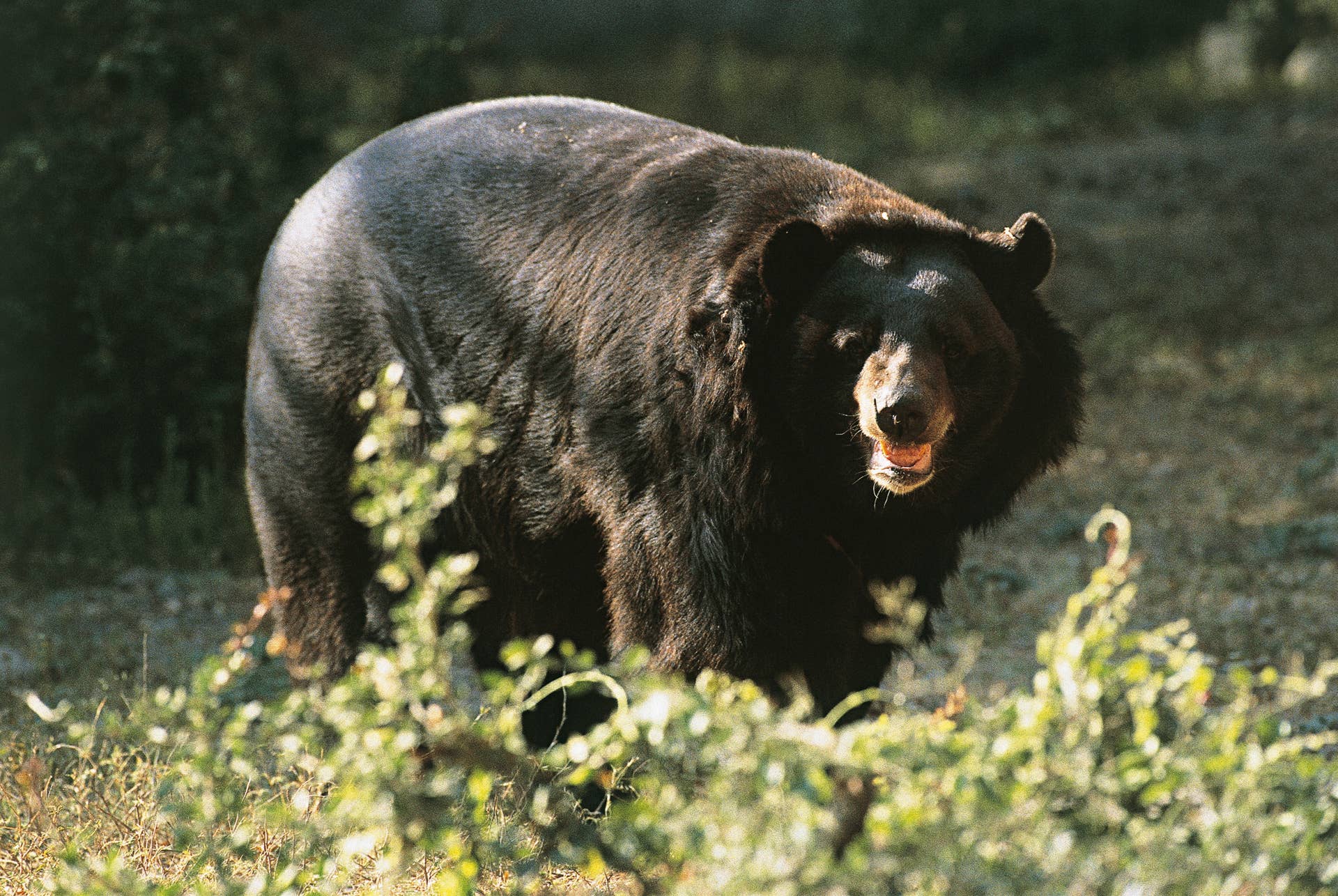 3 Dead In 1 Week Amidst Sharp Increase In Bear Attacks - Men's Journal