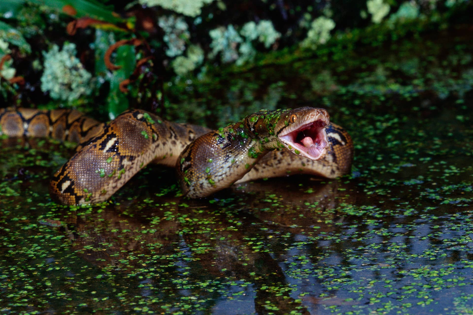 Massive Python Pulls Tour Guide Off Boat, Tries to Strangle Him in Wild ...