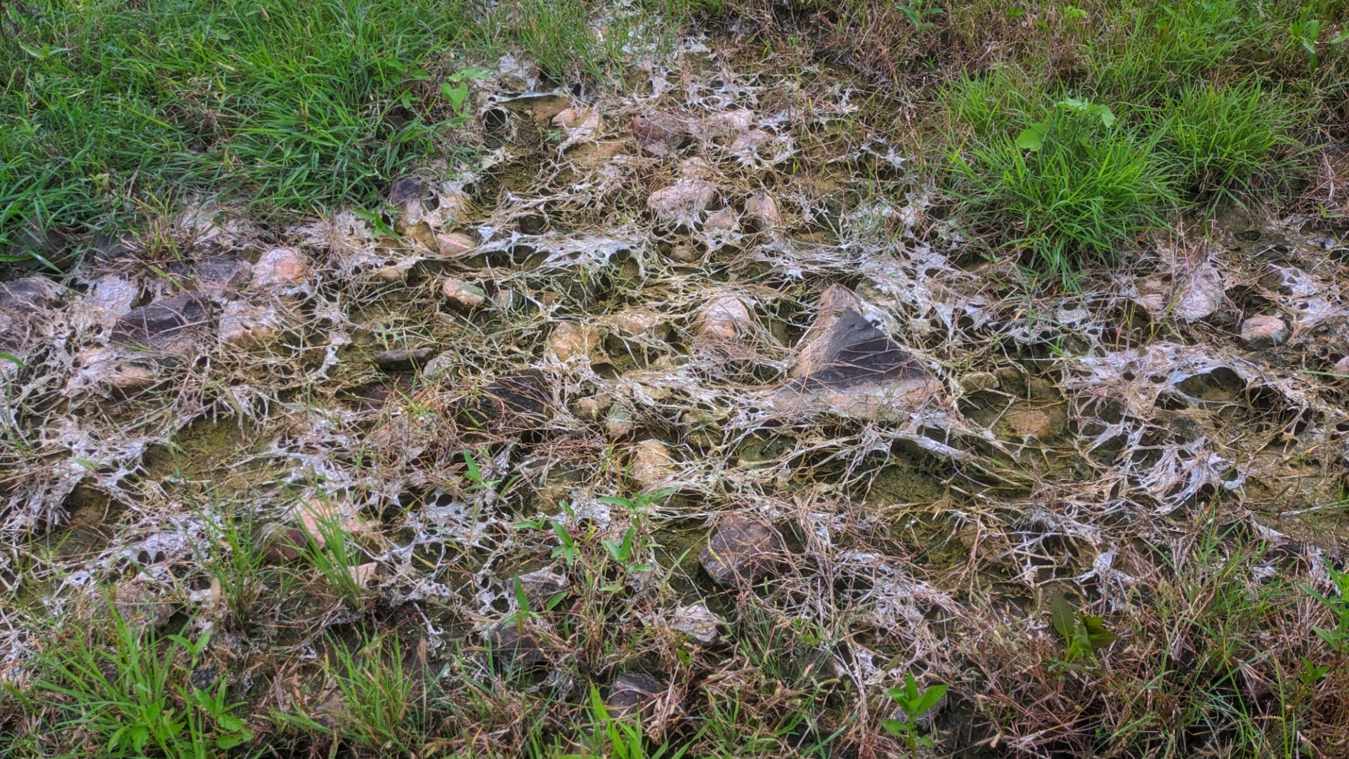 How to Fix Lawn Damage Caused by Snow Mold - Men's Journal