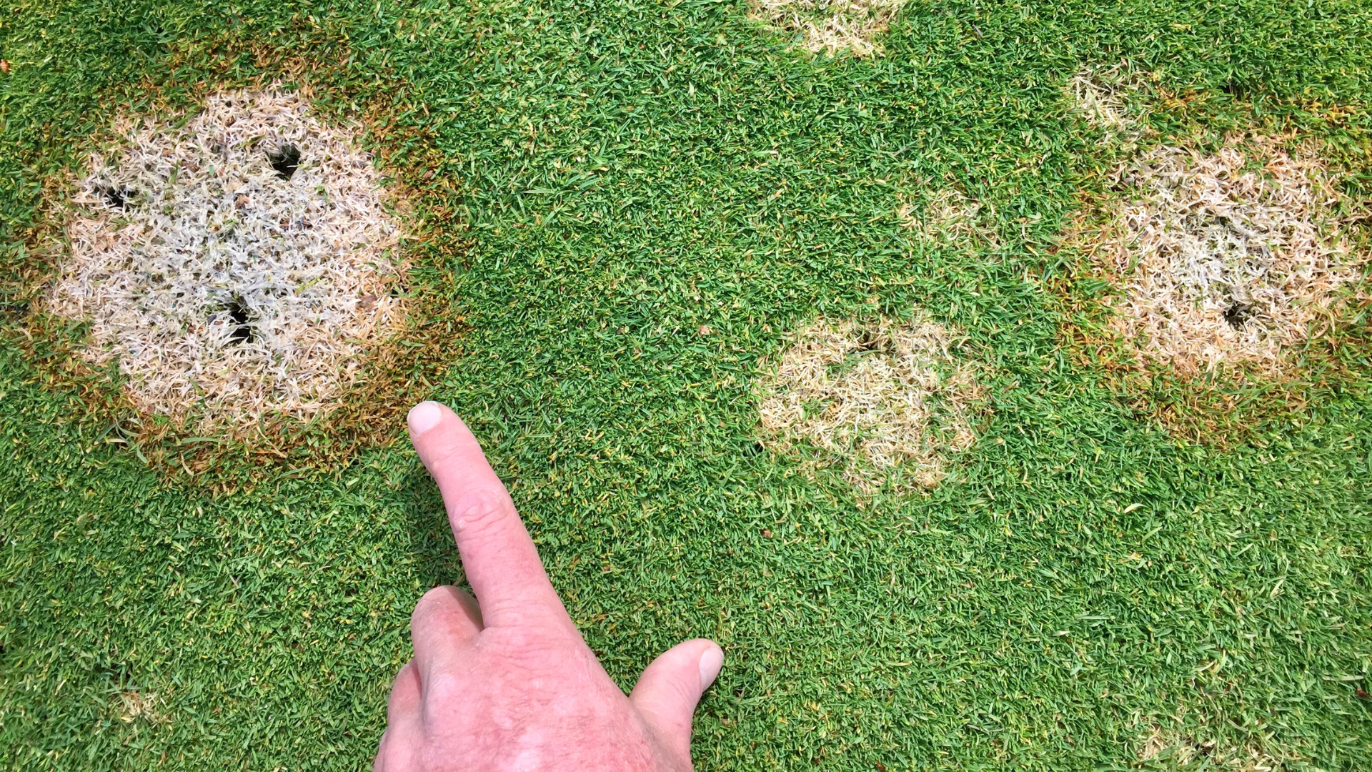How to Prevent Snow Mold on Your Lawn (Expert Tips) - Men's Journal