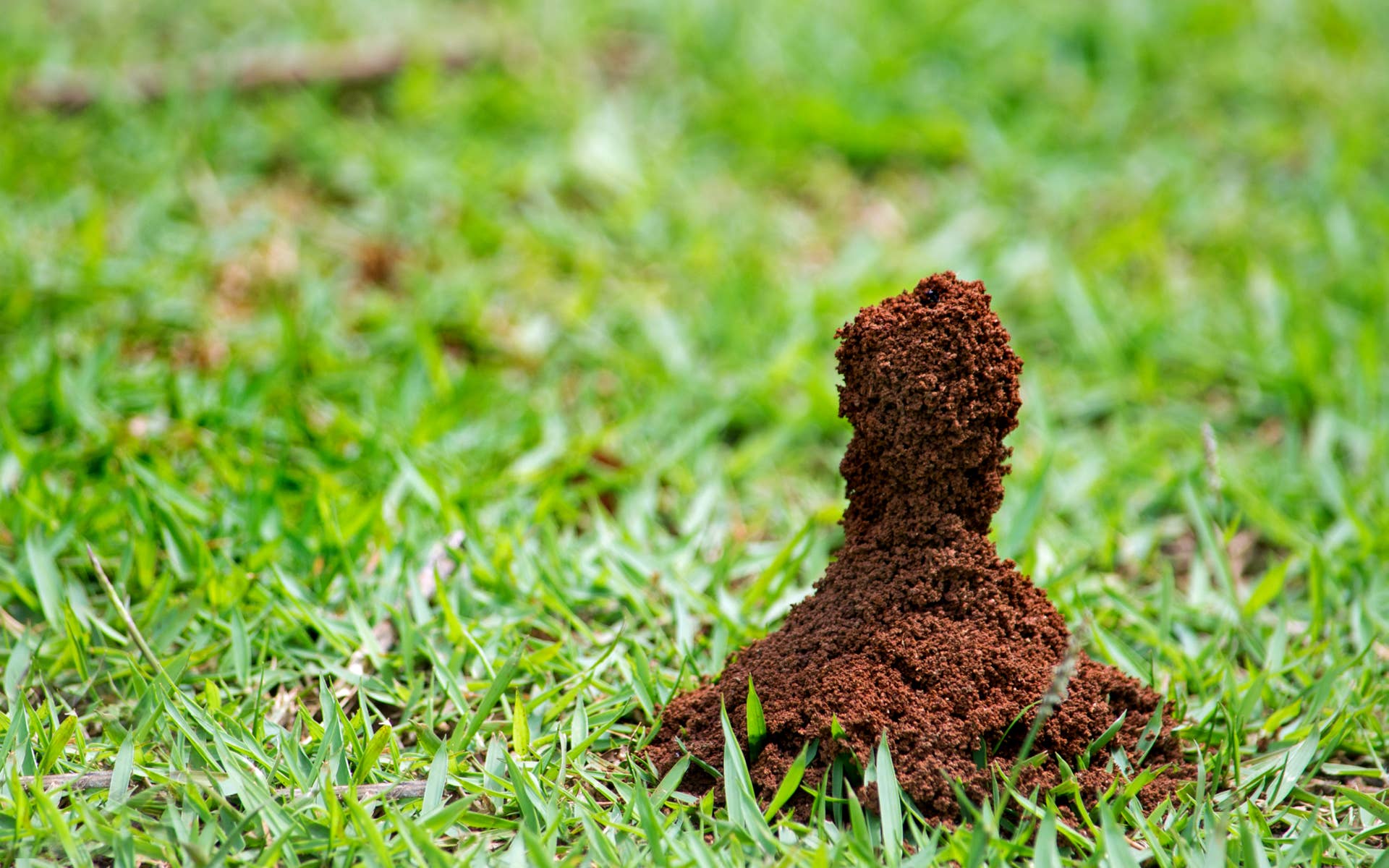 How to Get Rid of Ants Outside in Your Yard or Lawn - Men's Journal