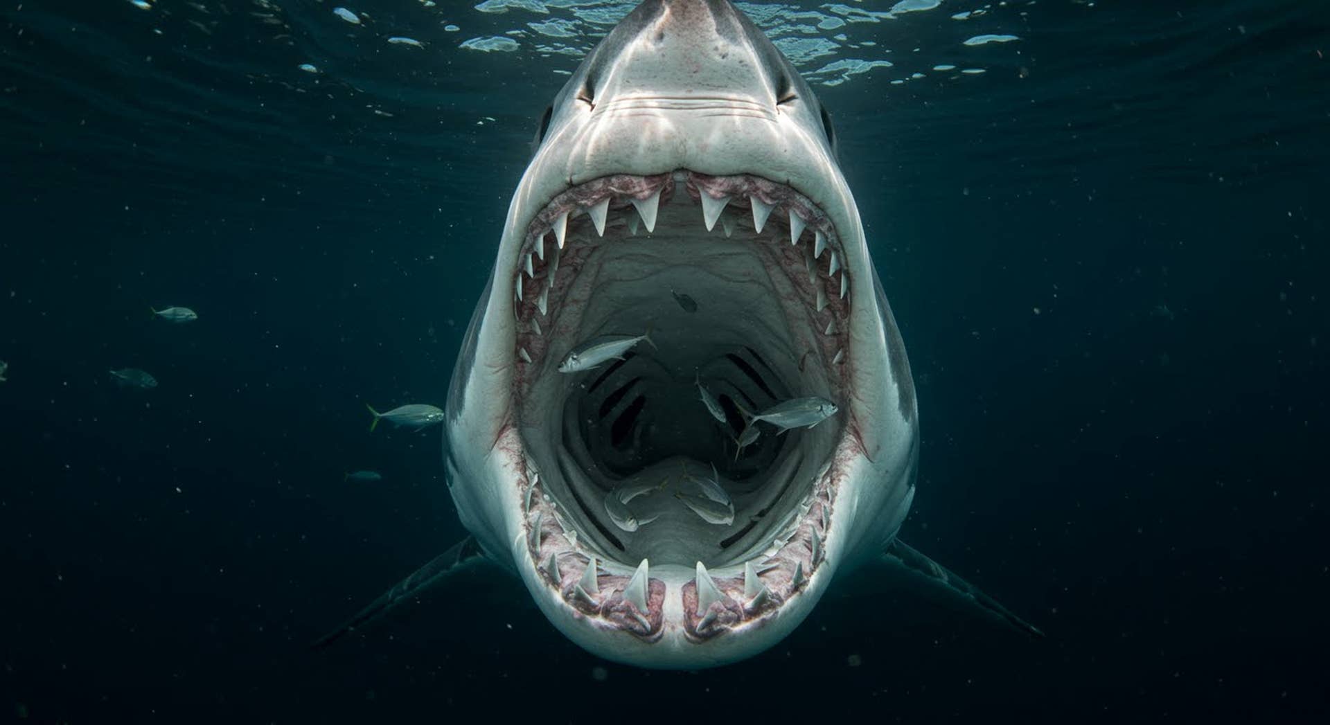 Surfer Seriously Injured in Shark Attack Off California Coast - Men's ...