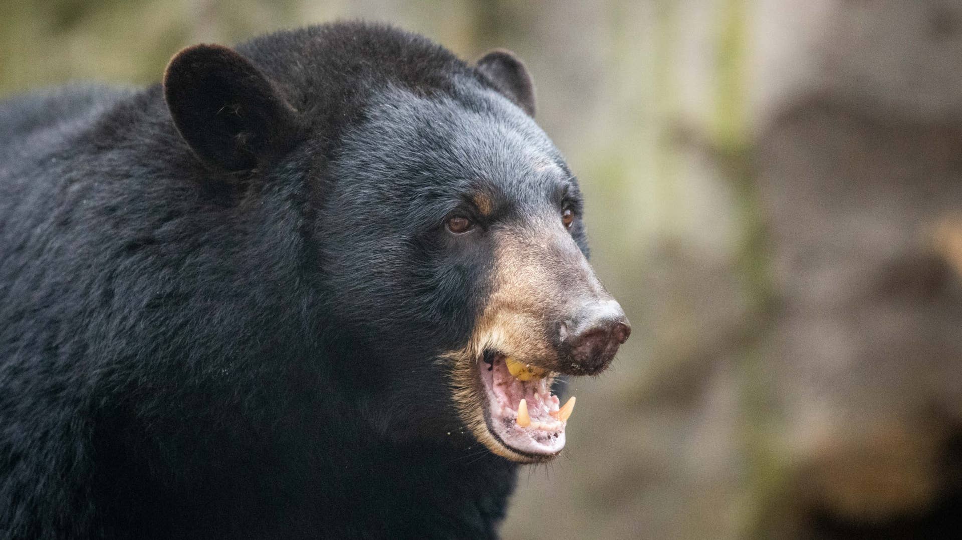 Fatal Bear Attacks Are Rare, but These Stories Are Terrifying - Men's ...
