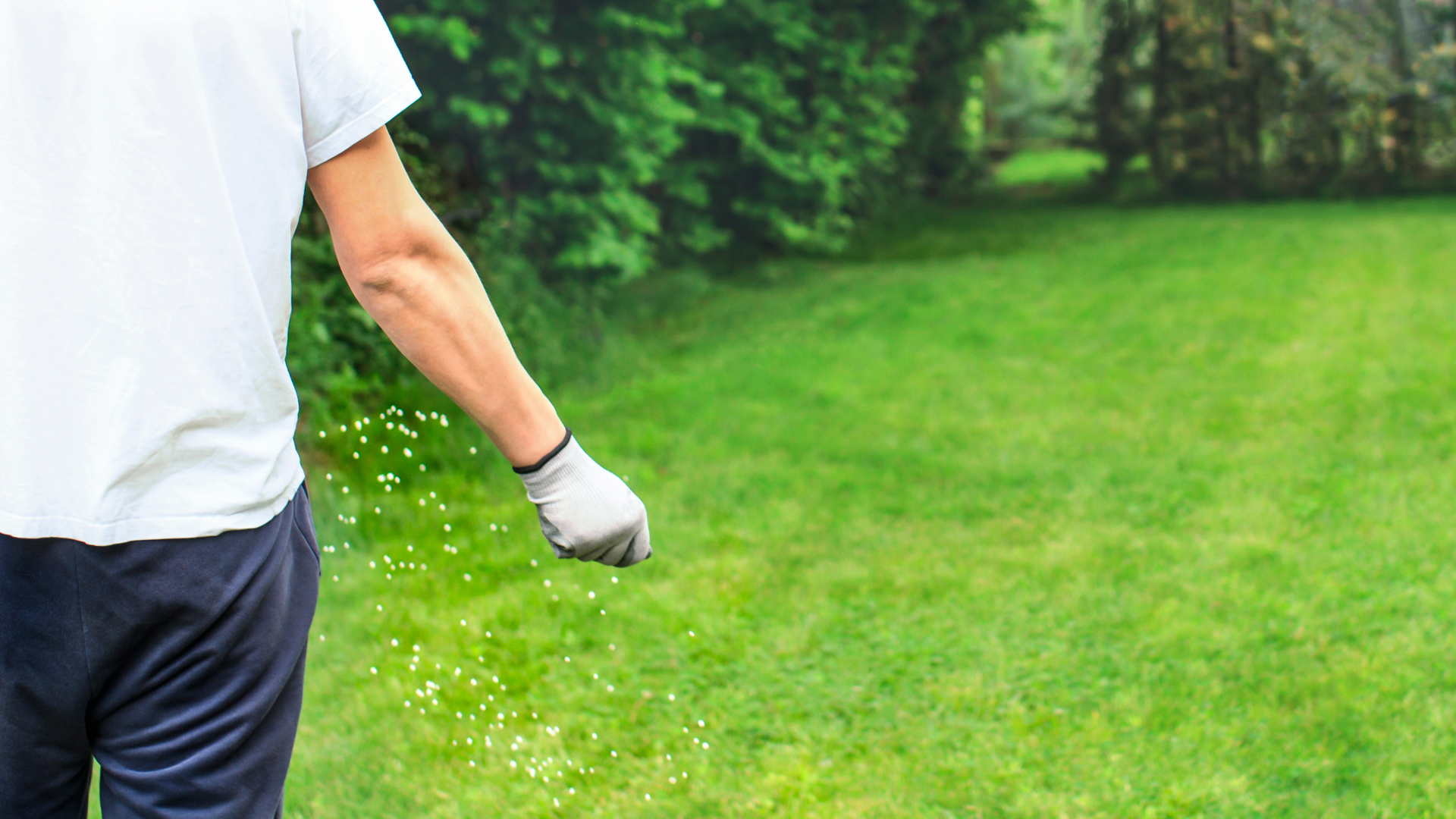 Sod vs. Seed: Lawn Installation Pros, Cons, and Timing - Men's Journal