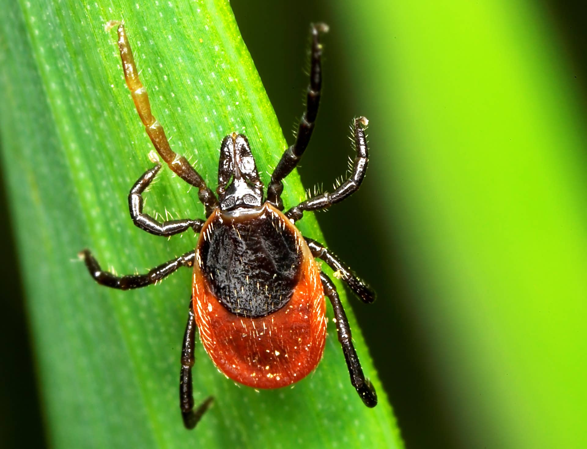 This Year’s Tick Season Could Be the Worst Yet—Here’s Why - Men's Journal