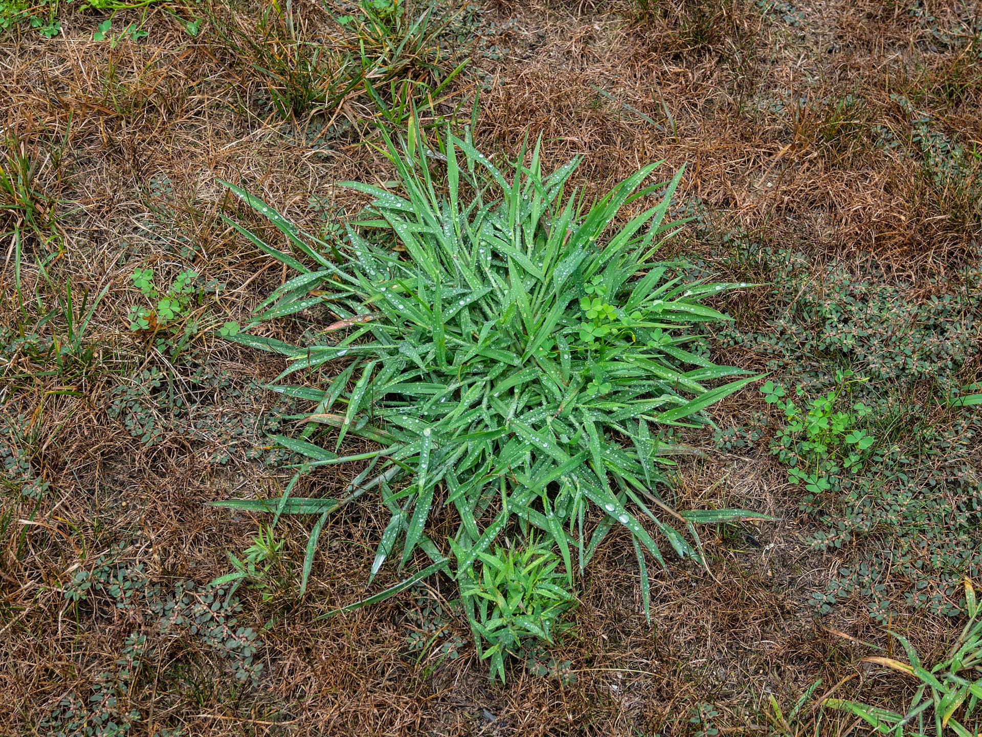 This Is the Only Grass Seed Worth Planting Right Now (Most People Get ...