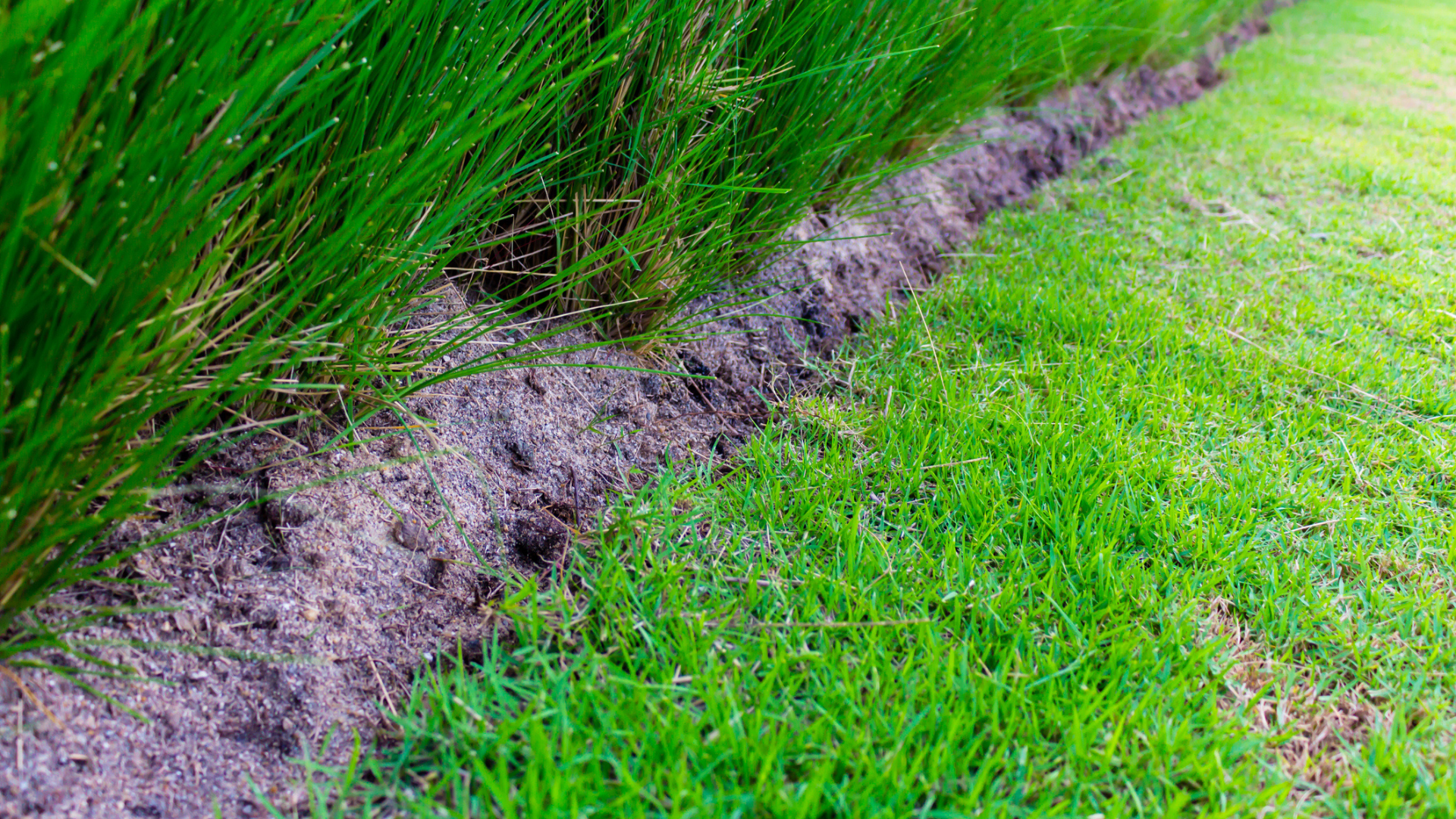 Best Grass Seed for Sandy Soil: Top Types and Planting Tips - Men's Journal