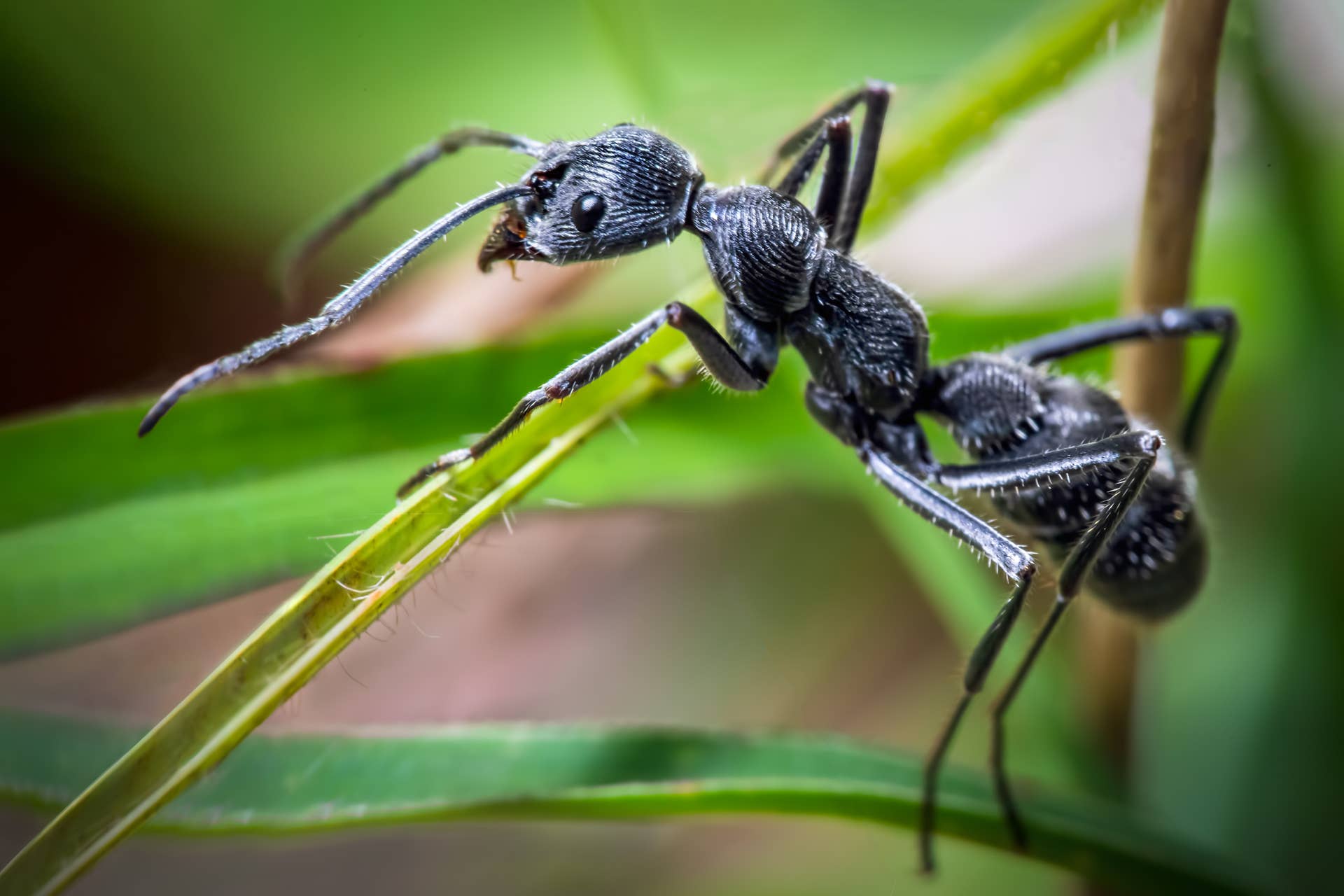 How to Get Rid of Ants in Your Home - Men's Journal