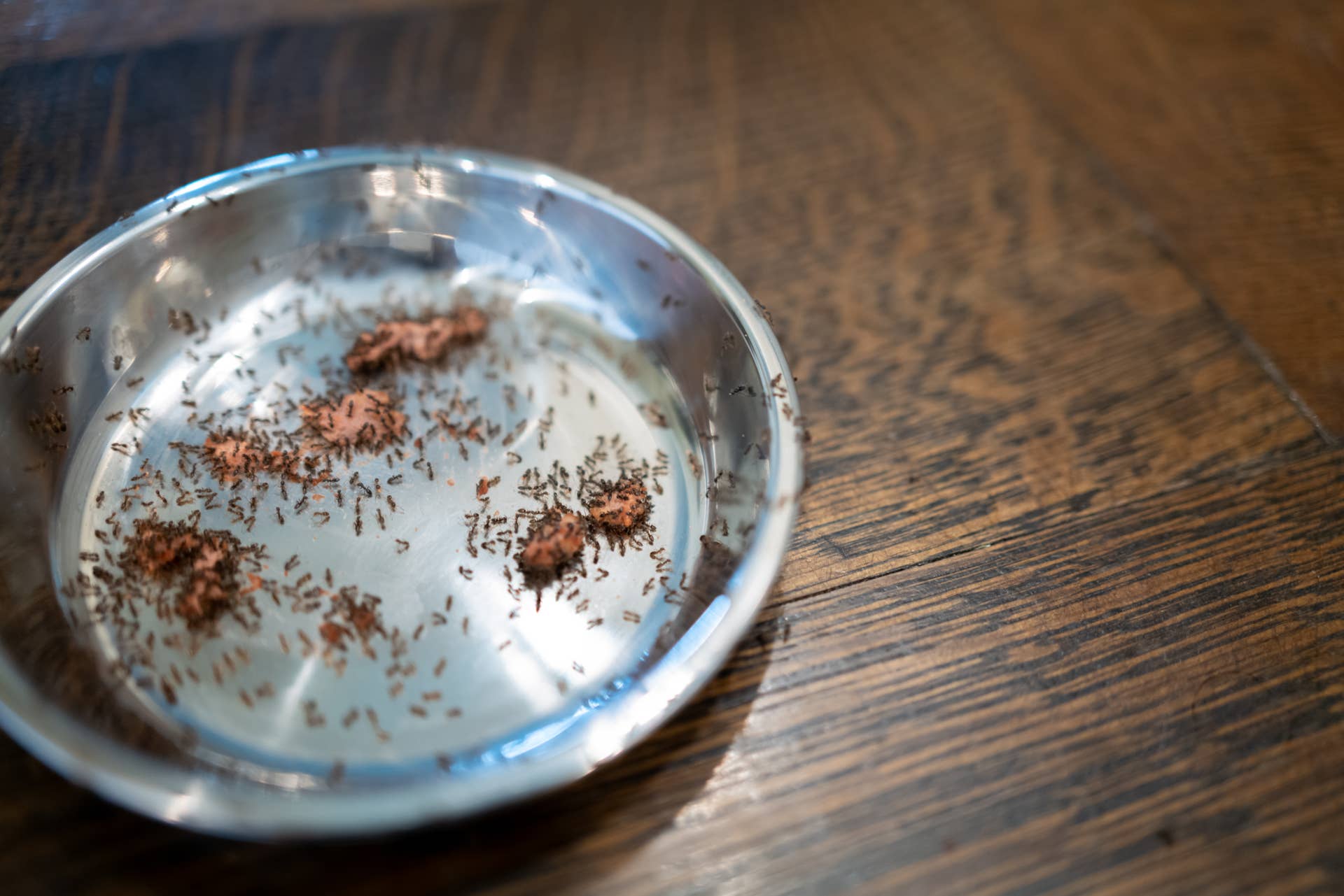 How to Get Rid of Ants in Your Home - Men's Journal