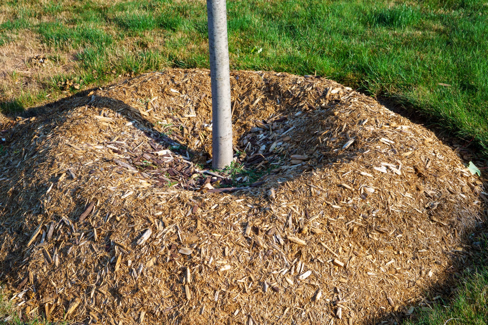 Stop Making Mulch Volcanoes—They Can Kill Your Trees - Men's Journal