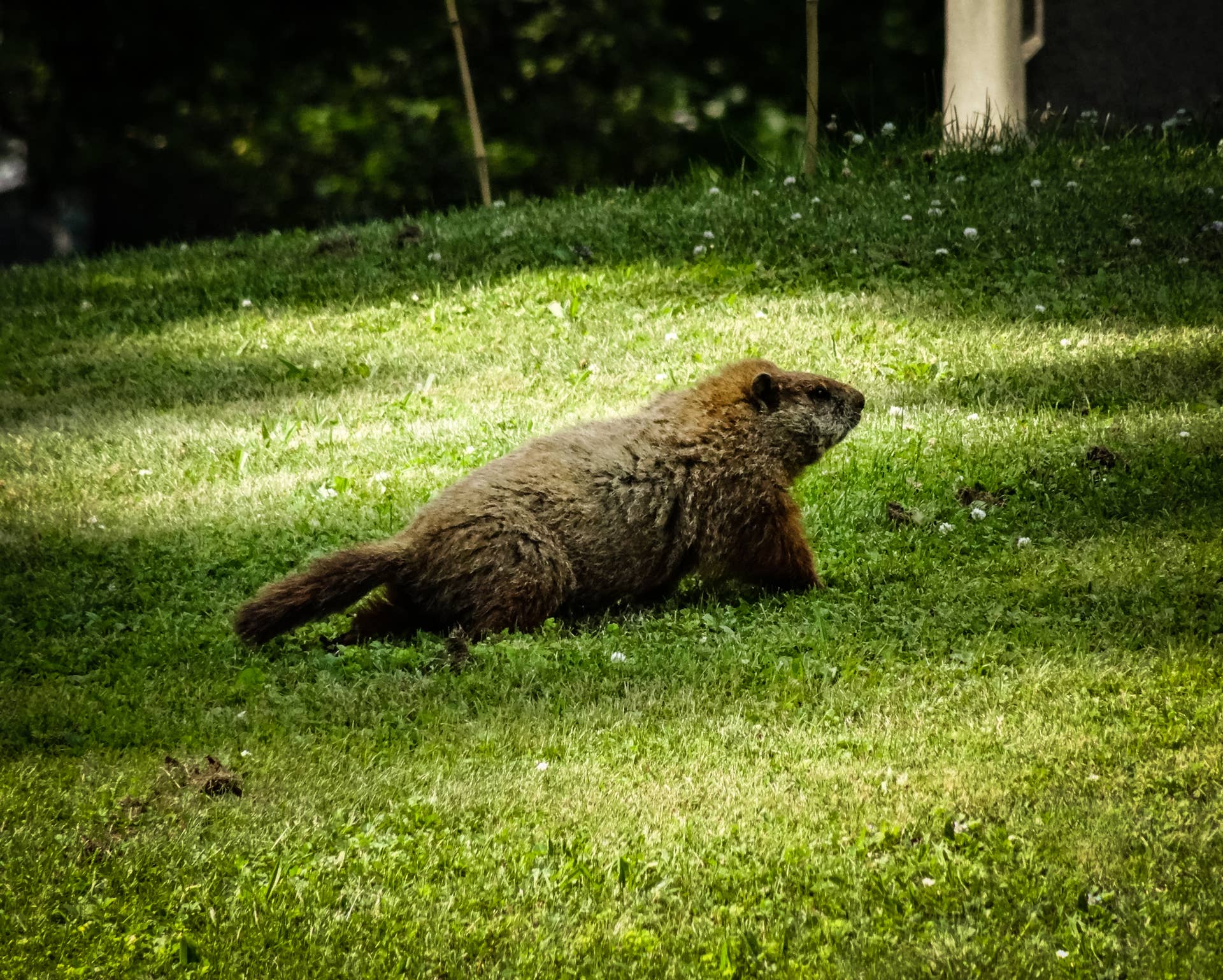 This Simple Trick Helps Keep Groundhogs Out of Your Yard - Men's Journal