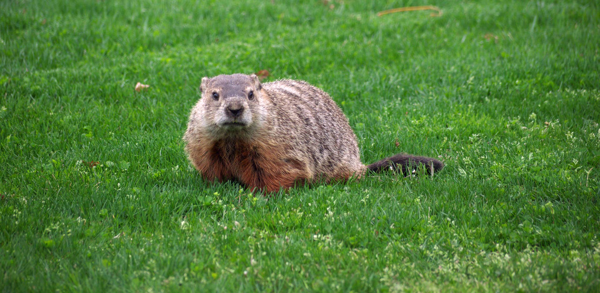 This Simple Trick Helps Keep Groundhogs Out of Your Yard - Men's Journal