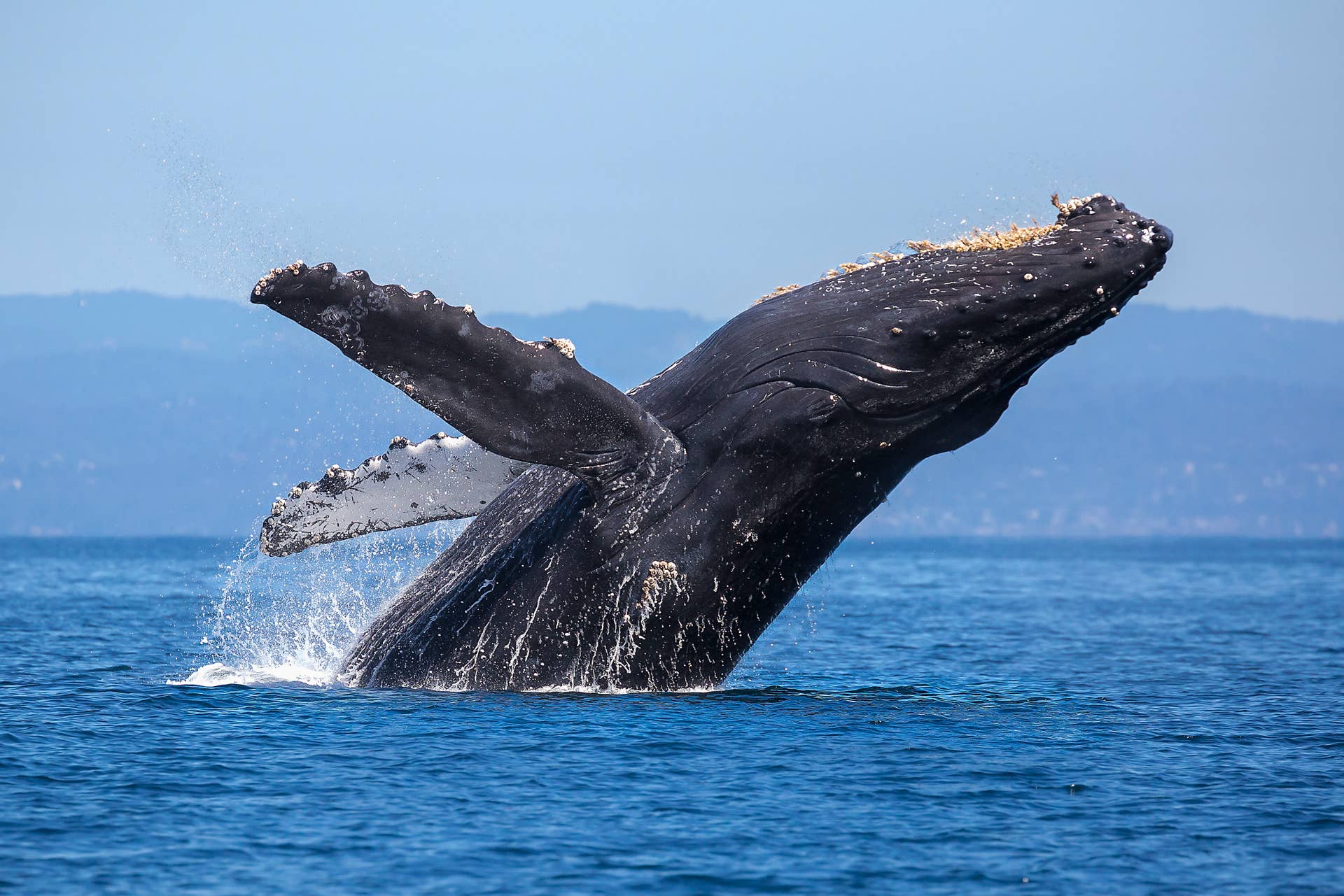 Windsurfer Smashes Into Whale in Wild Footage - Men's Journal