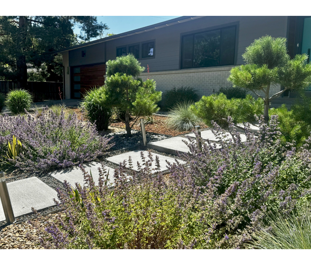 Xeriscape Ideas: Front Yard, Backyard, & Small Space Designs - Men's ...