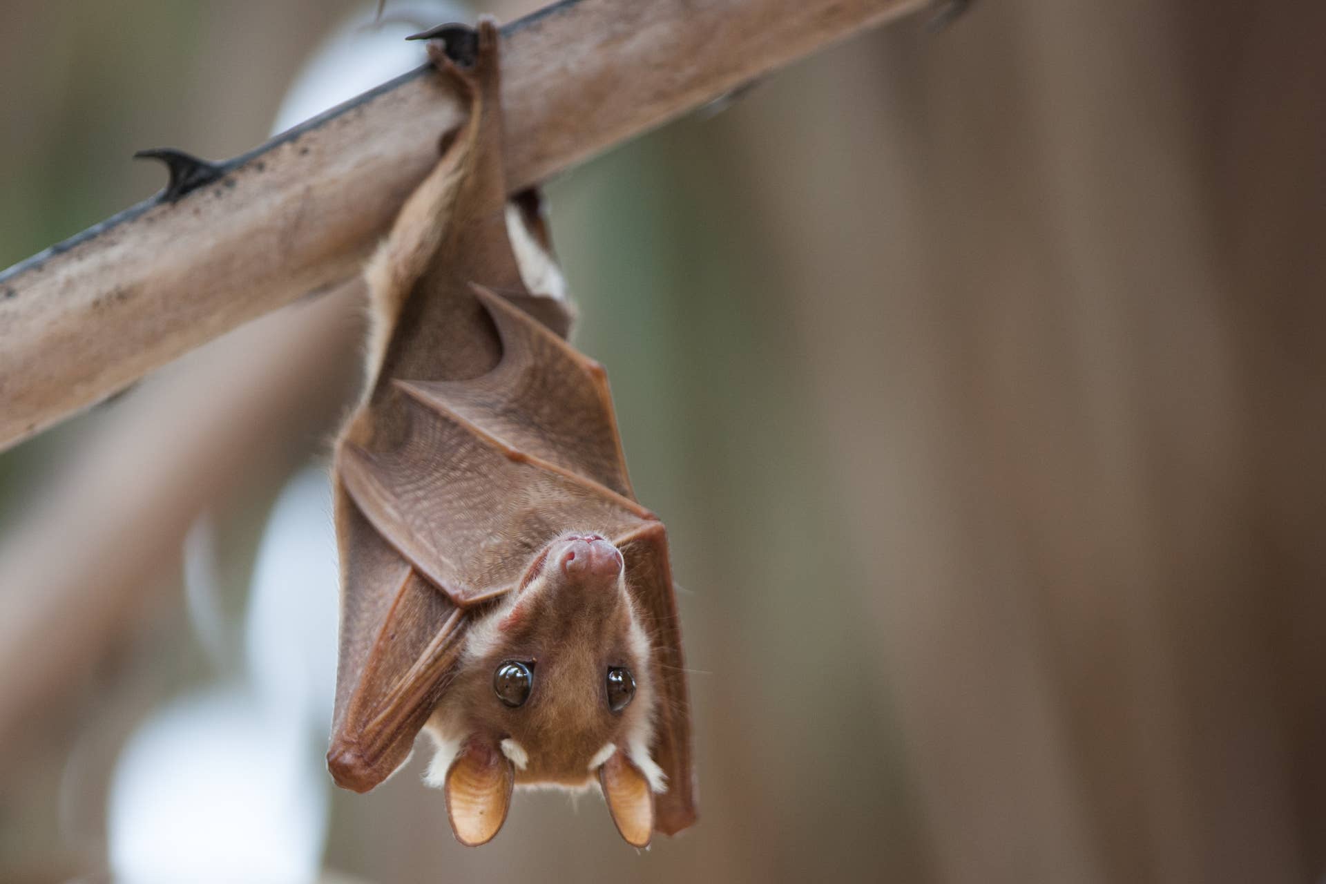 Bats Test Positive for Rabies Across the U.S.—Health Officials Issue ...