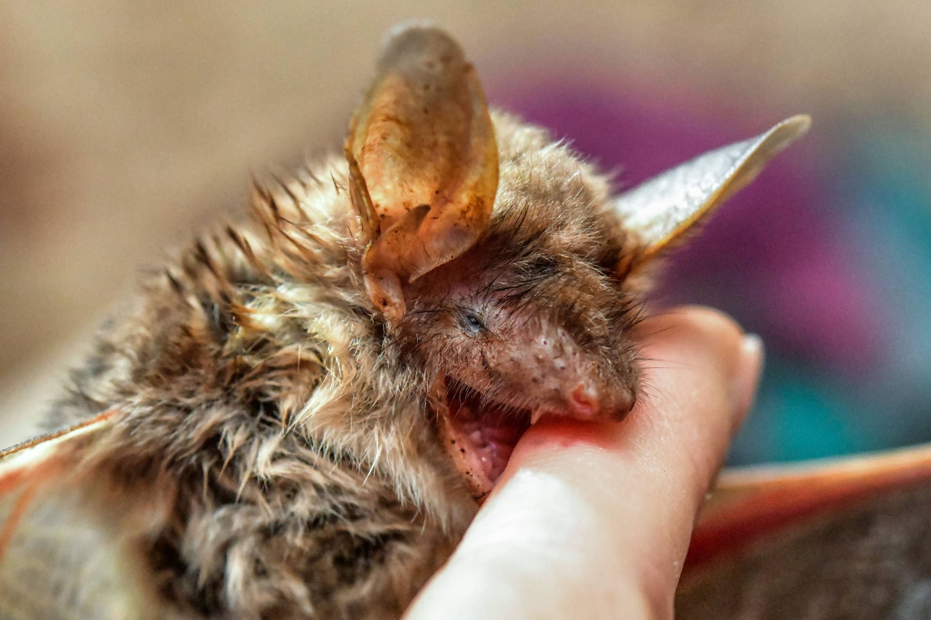Bats Test Positive for Rabies Across the U.S.—Health Officials Issue ...