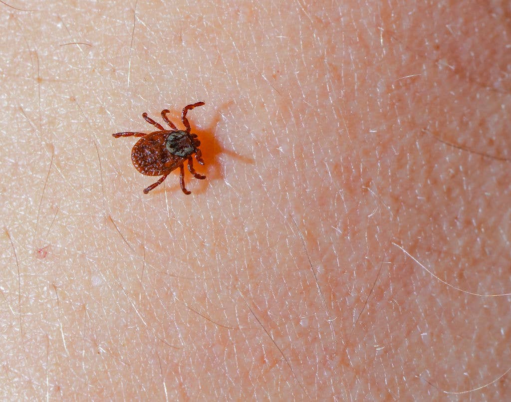 CDC Data: Tick Bite ER Visits Hit 10-Year High in 2026 - Men's Journal