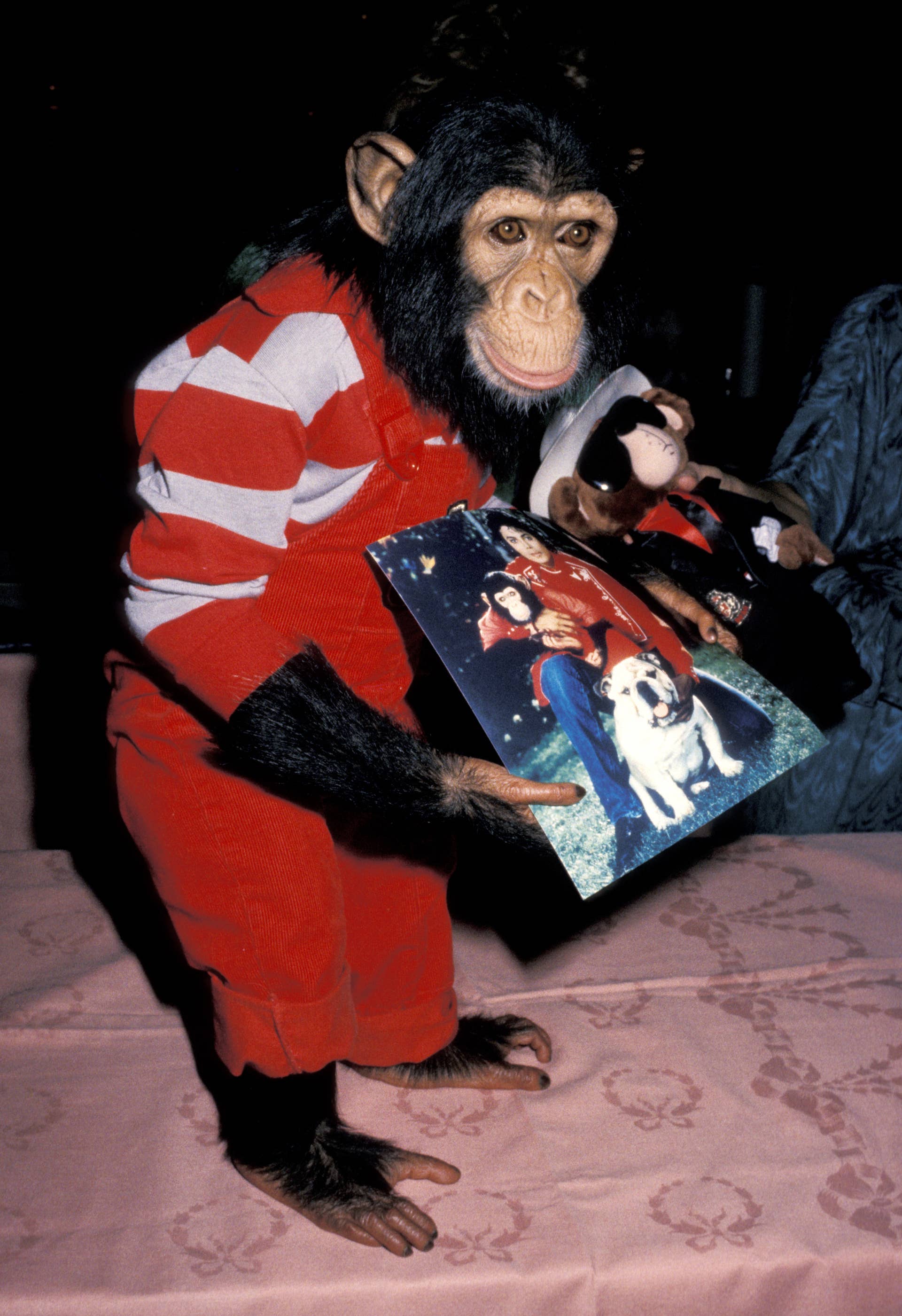Michael Jackson's Chimp Bubbles Today: See What He Looks Like Now - Men ...
