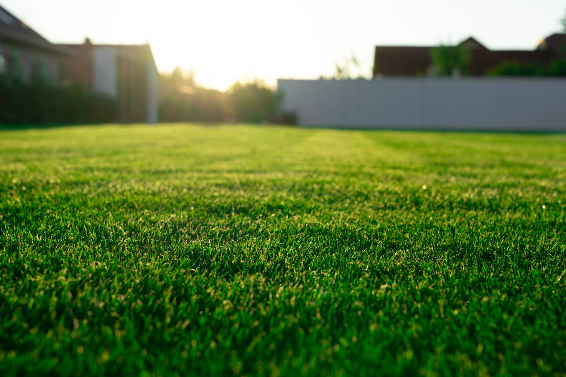 How to Make Your Lawn Green: Expert Tips for Healthier Grass - Men's ...