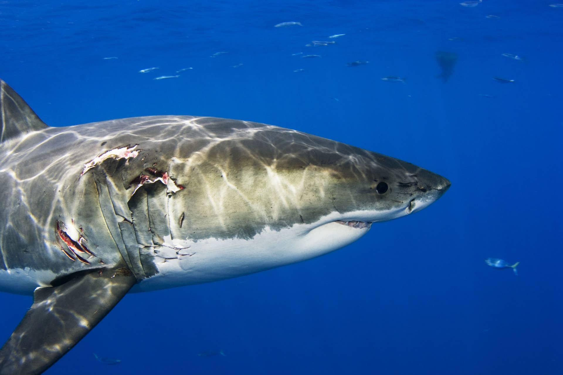 Great White Shark Attack: 38-Year-Old Man Killed by 13-Foot ‘Monster ...