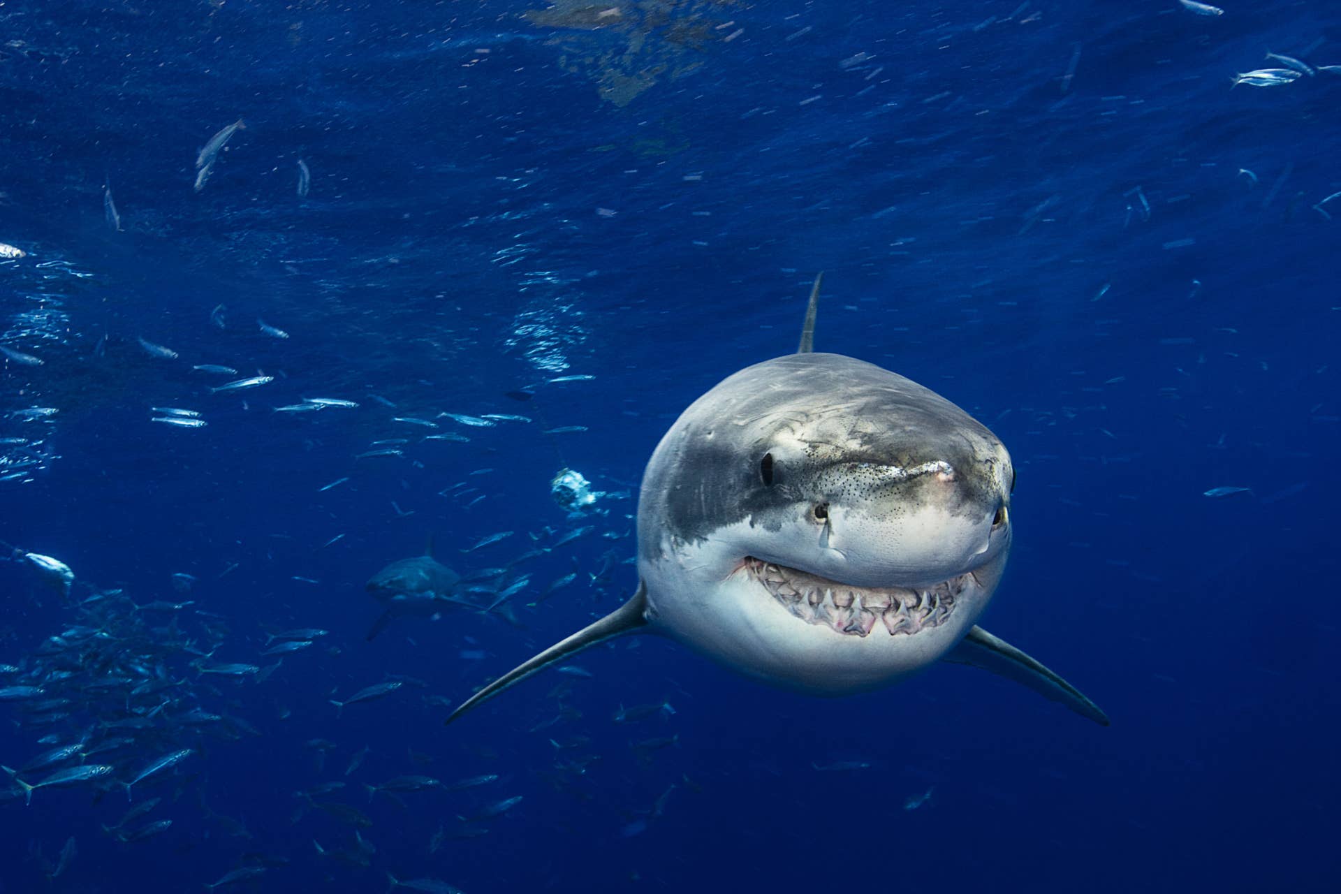 Great White Shark Attack: 38-Year-Old Man Killed by 13-Foot ‘Monster ...
