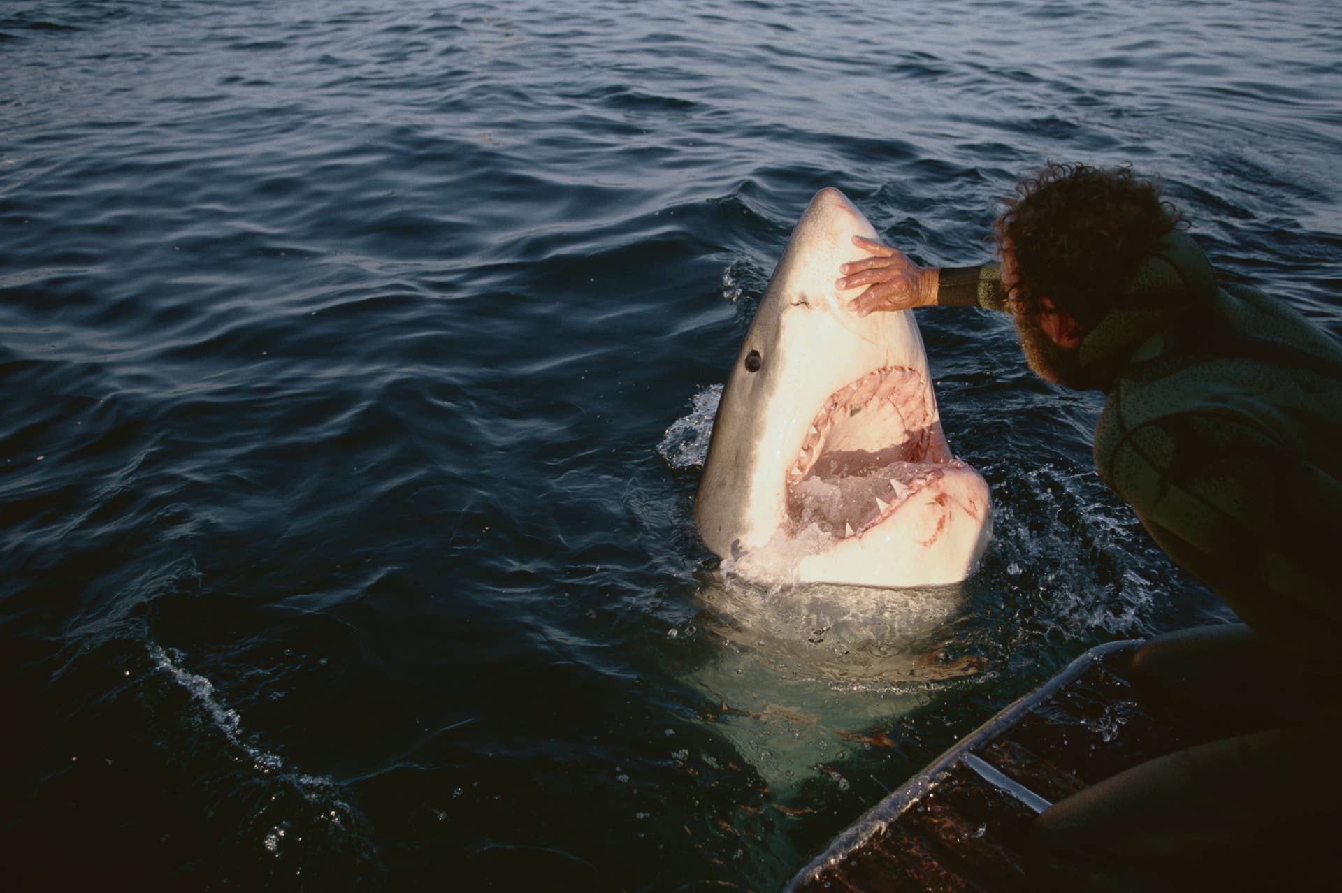 Diver Fatally Mauled by Massive Great White Near Tourist Hotspot - Men ...