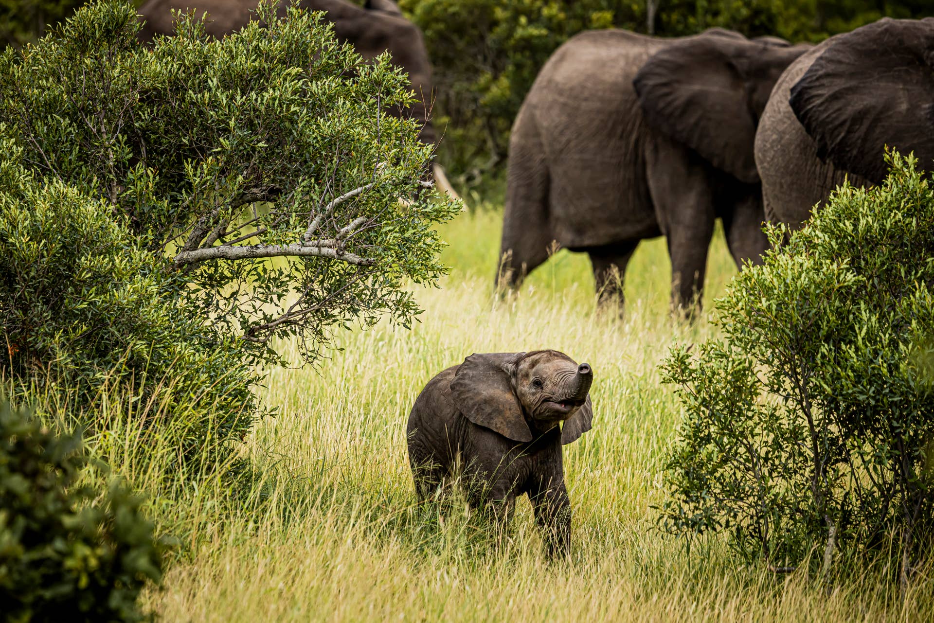This Baby Elephant Charging at Tourists on Safari in South Africa Will ...