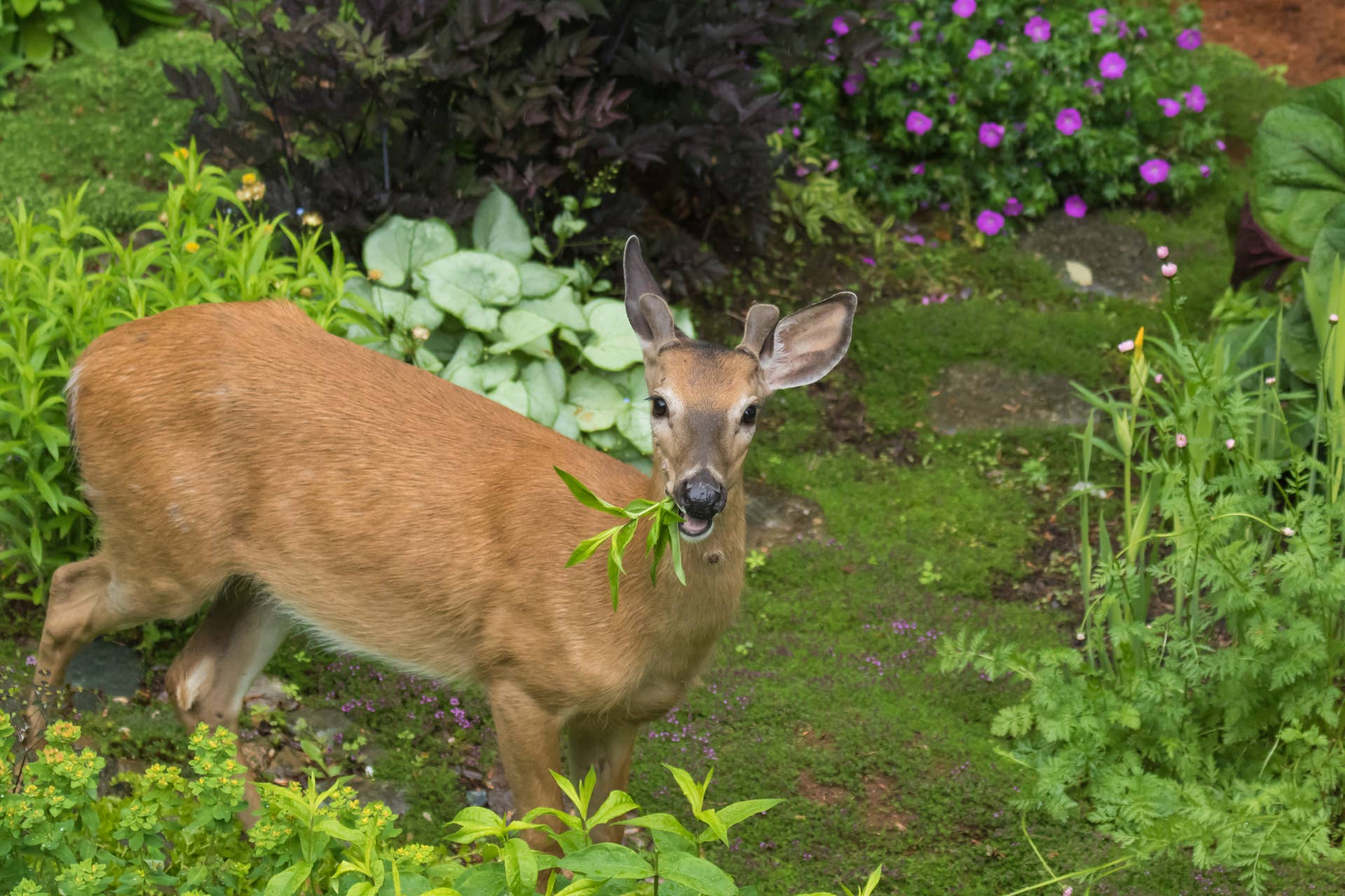 How to Keep Deer Out of Your Garden: Expert-Proven Methods - Men's Journal